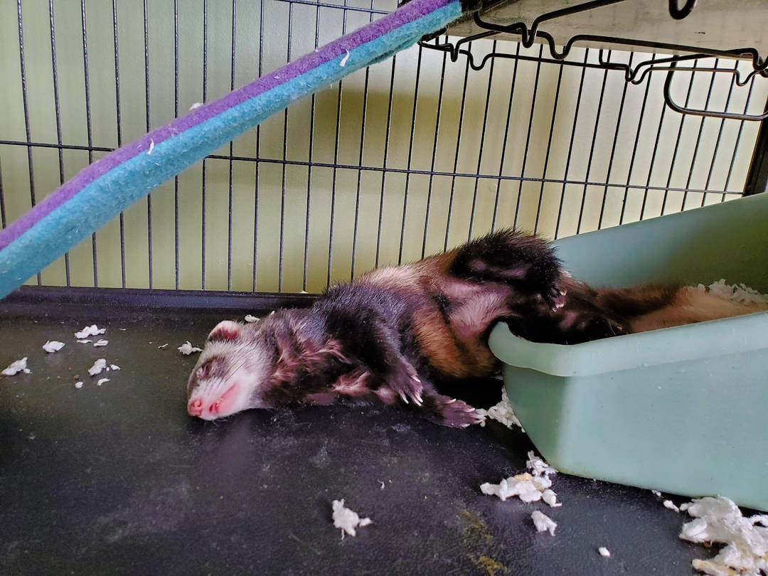 Sleeping noodle has too much fangies she cant help but show off all the time | Scrolller