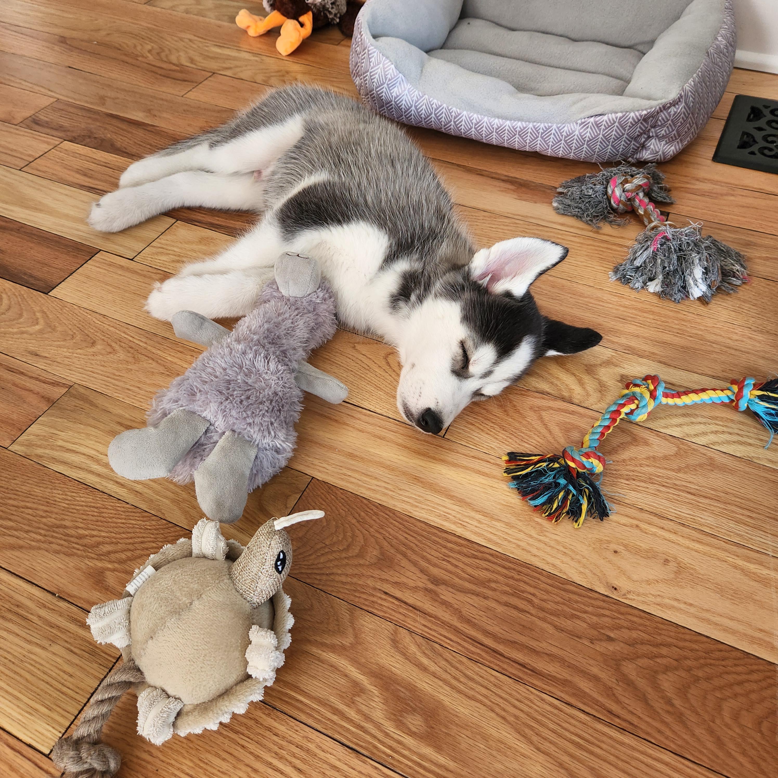 Sleepy Boy | Scrolller