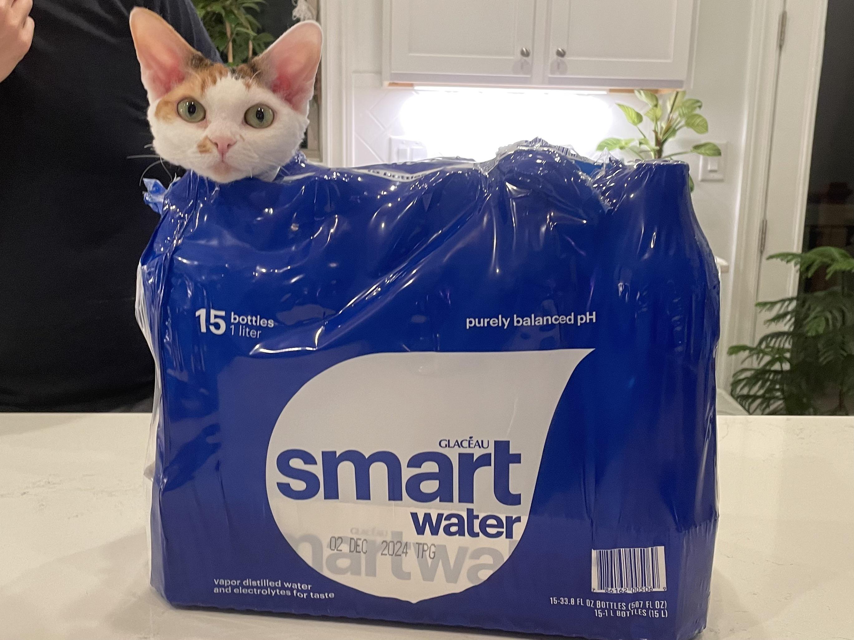 smart cater | Scrolller