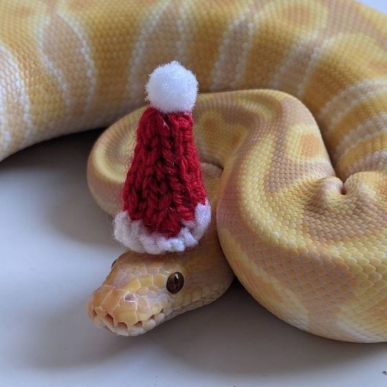 Snakes wearing hats are really cute | Scrolller