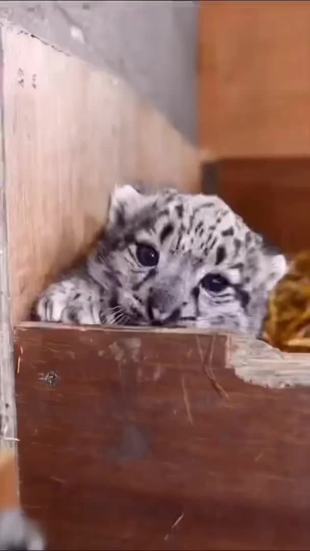 Snow Leopard kitten | Scrolller