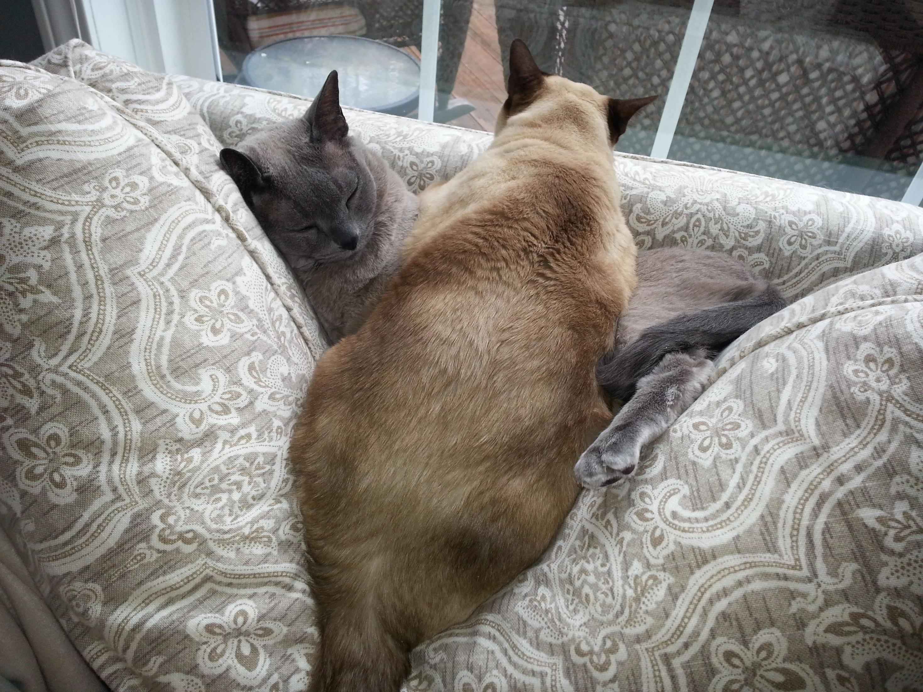 Snuggle buddies | Scrolller