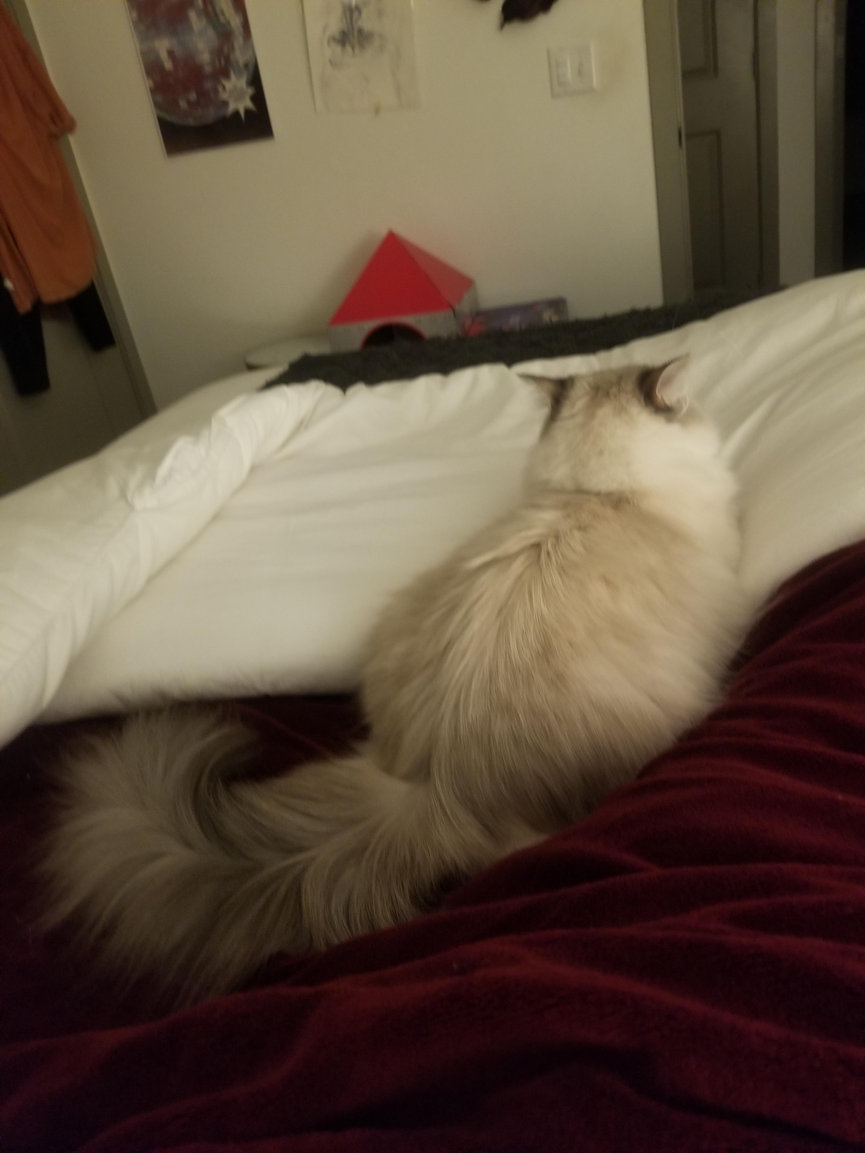 Snuggle time with vanilla | Scrolller