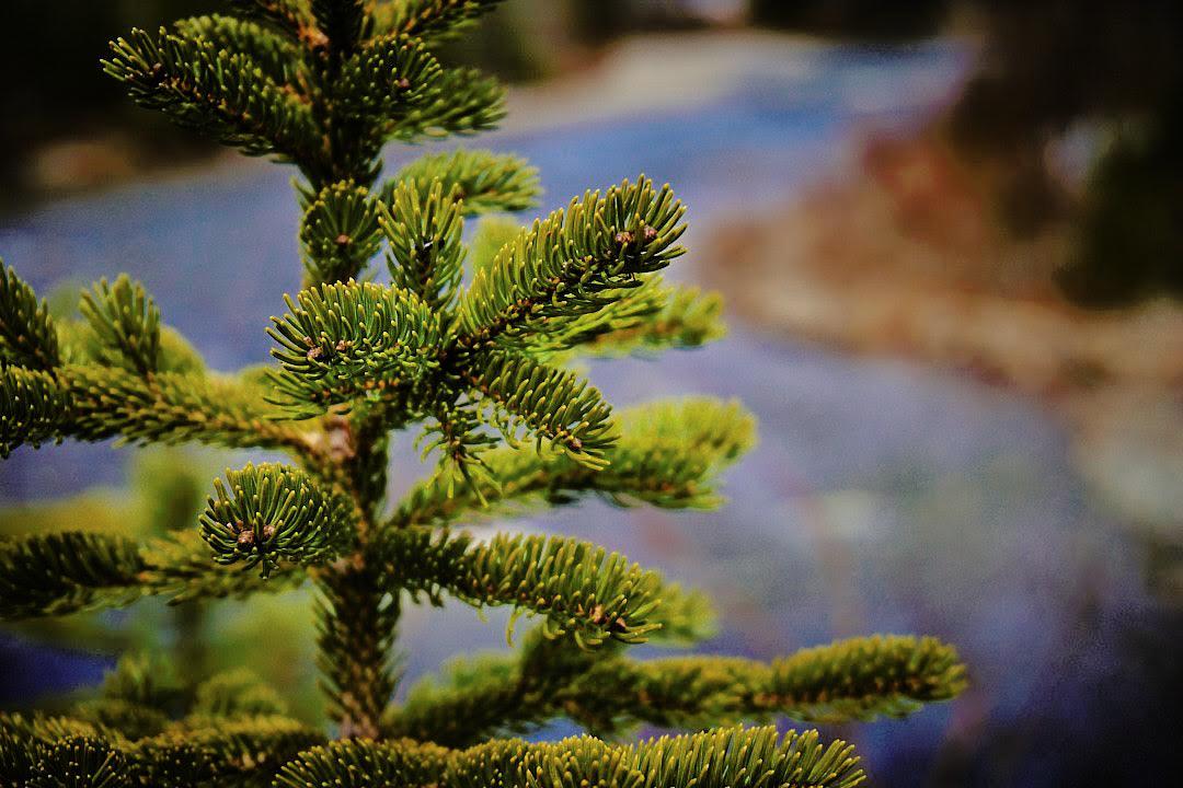 Sony A6000 | Scrolller