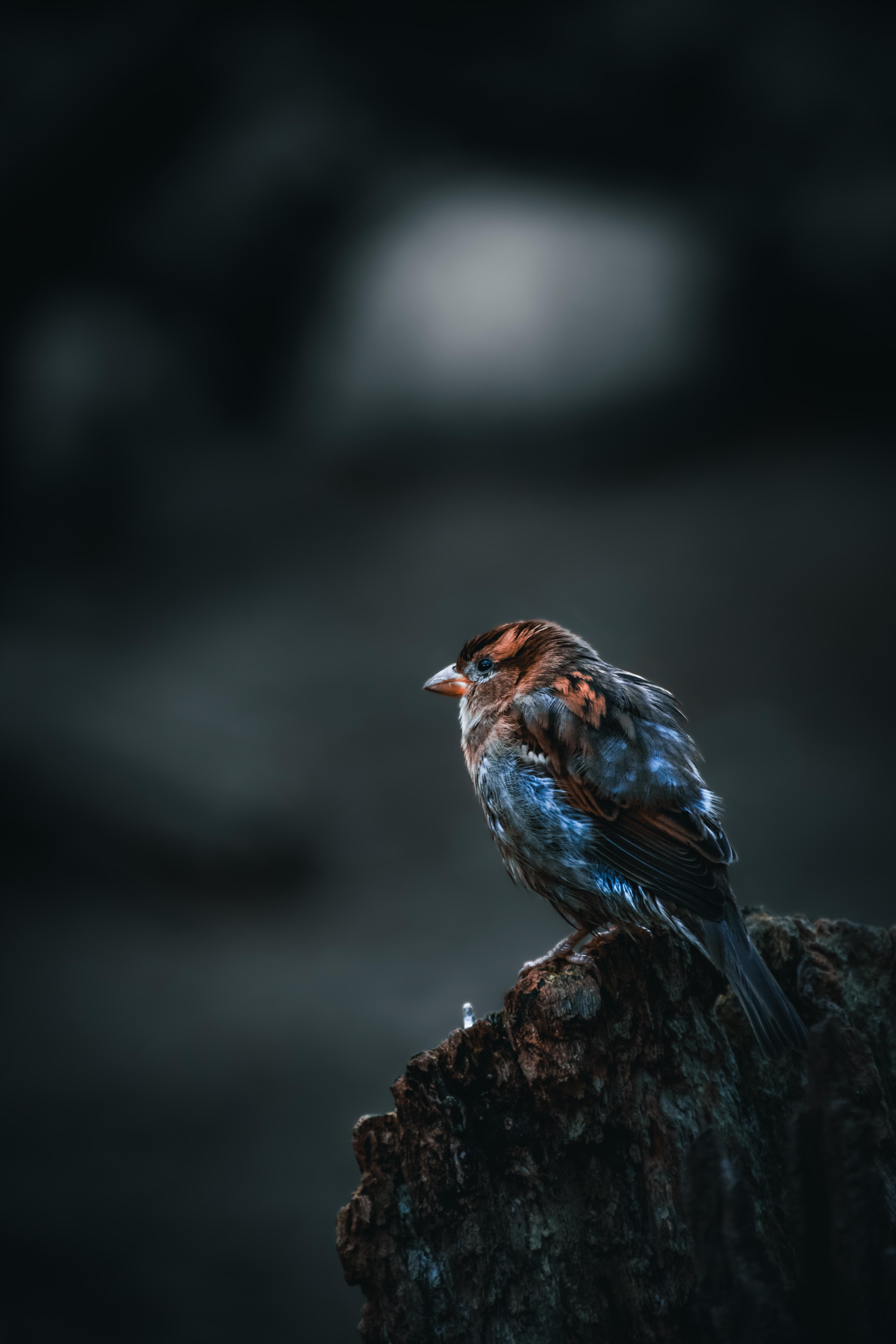 "sparrow" | Scrolller
