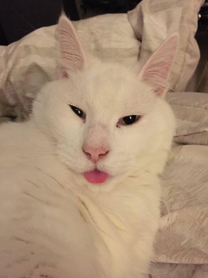 Squishy face Blep | Scrolller