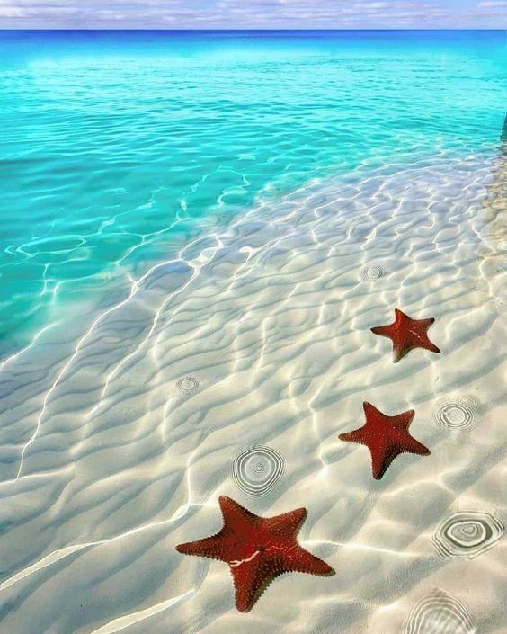 Starfish life | Scrolller