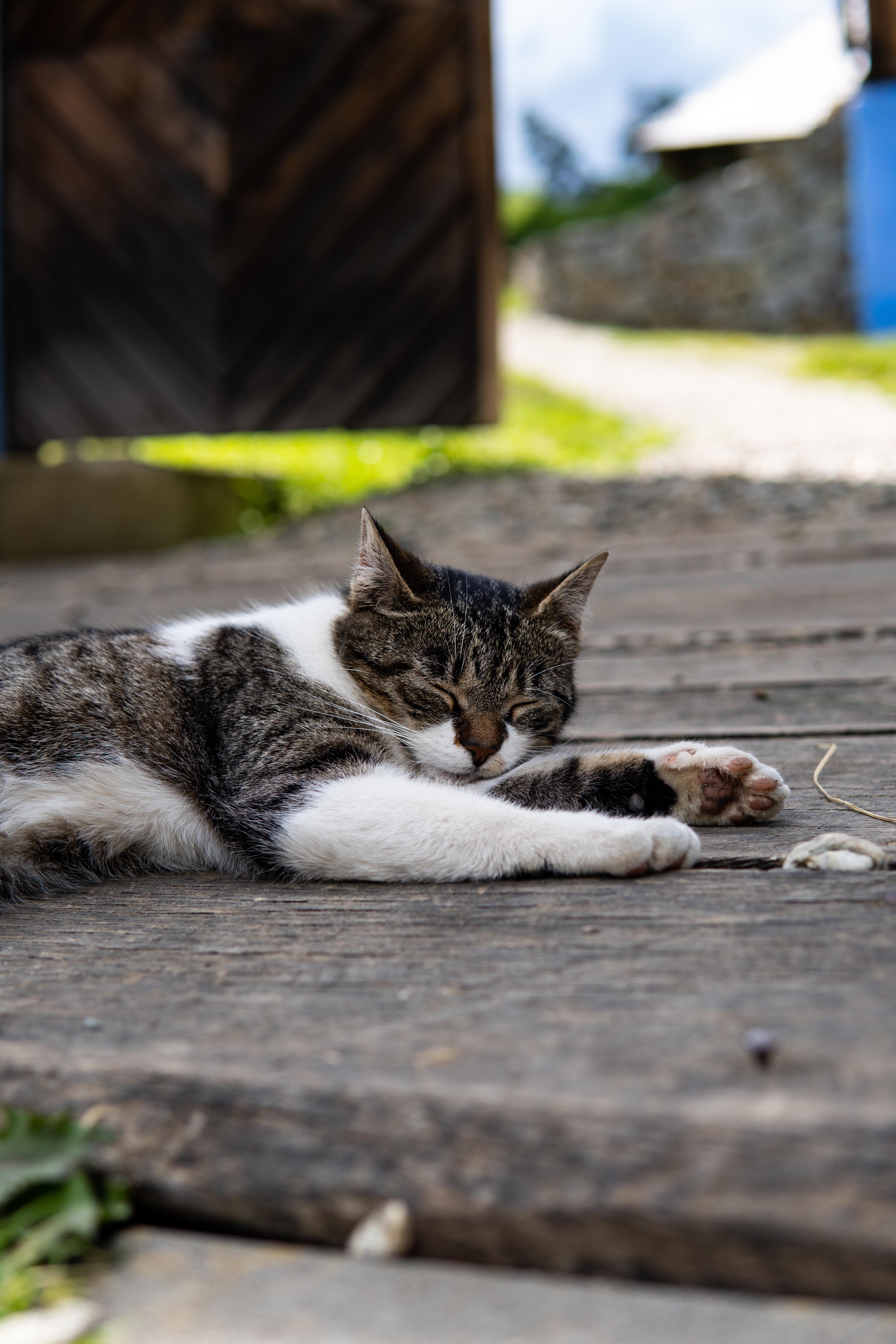 Stray cat, Sigma 30mm f1.4 | Scrolller