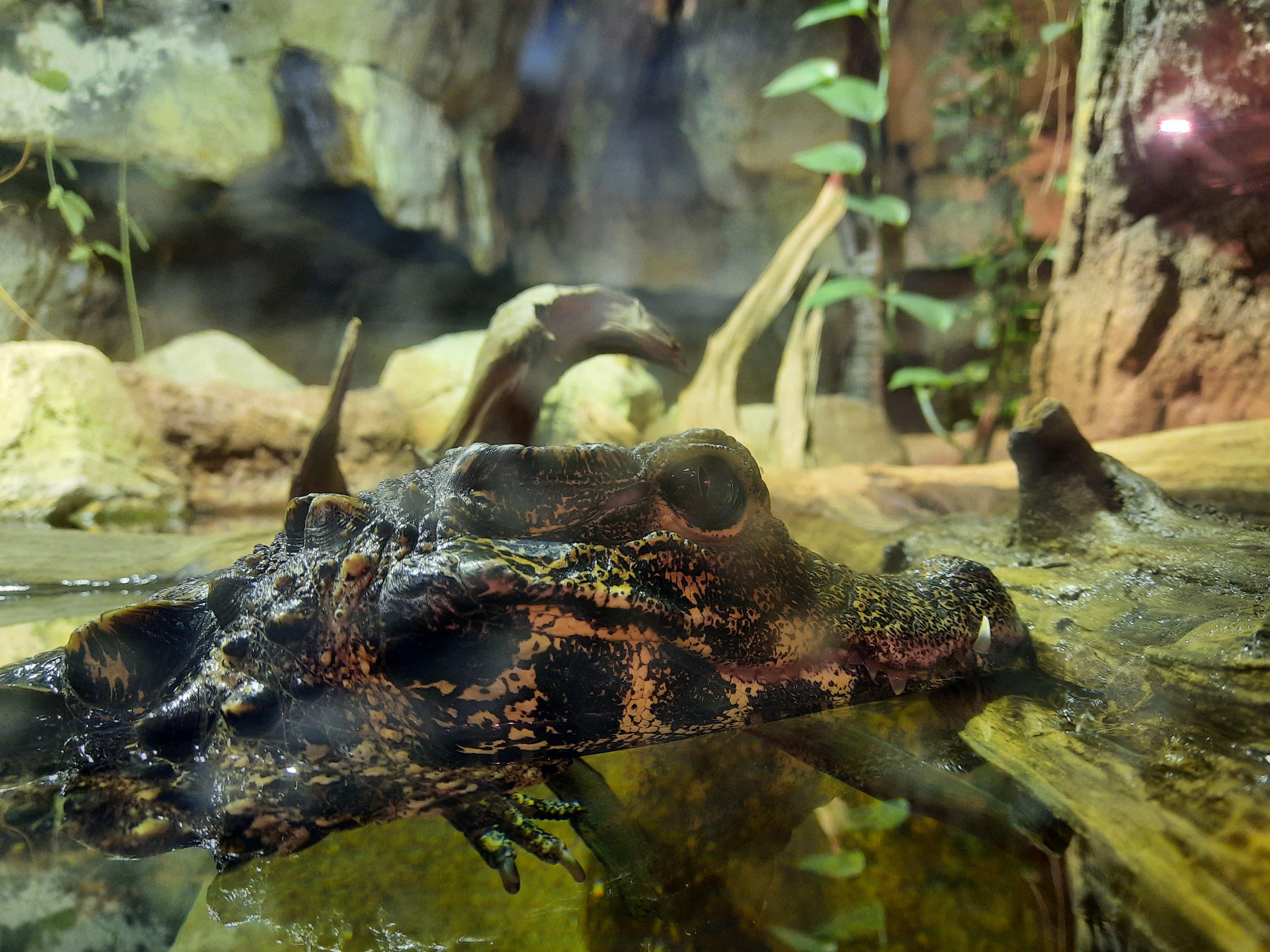 Sub-adult Dwarf Crocodile. Her eyes are heart-melting! Marking NSFW because it's not a fuzzy ...