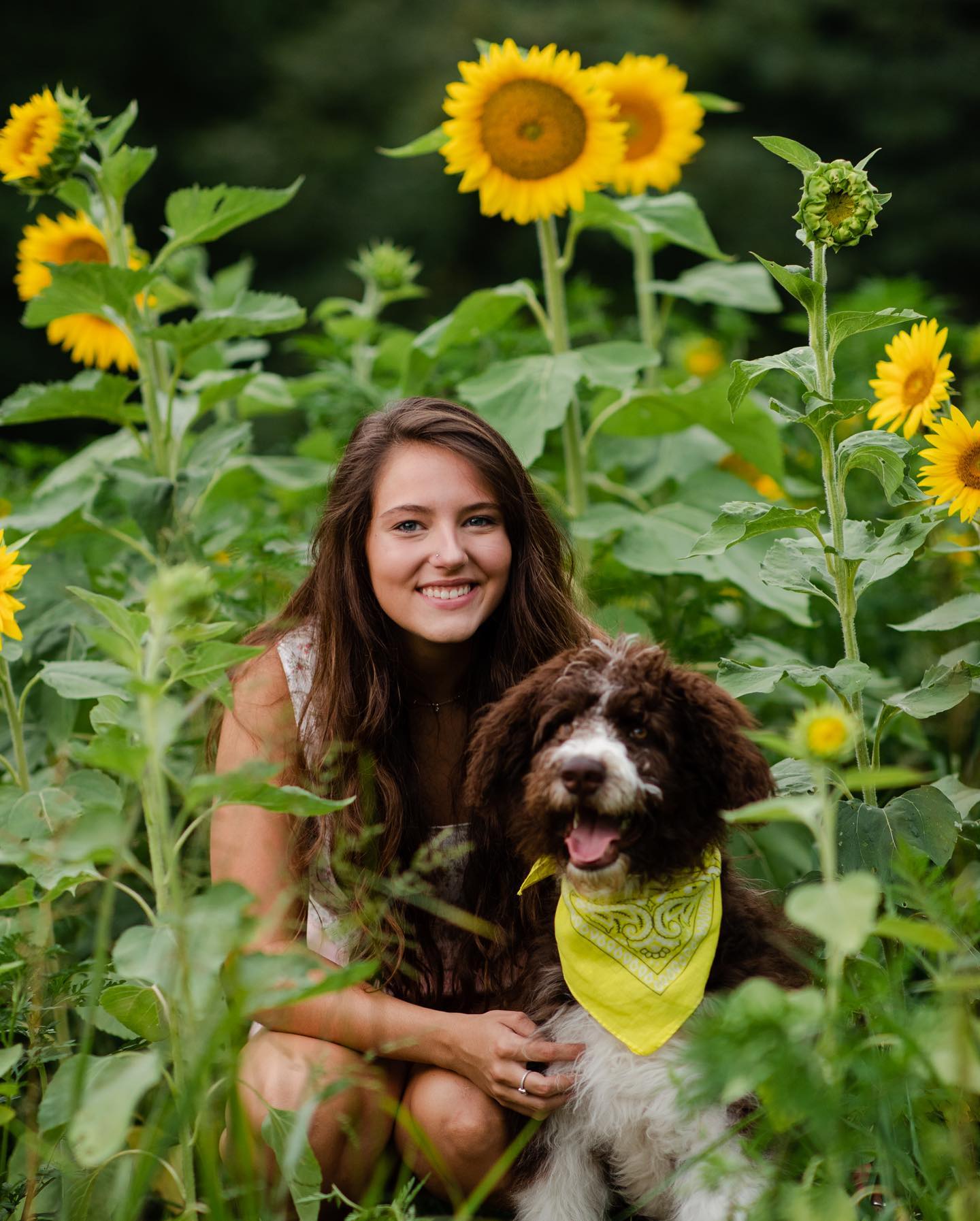 Sunflowers | Scrolller