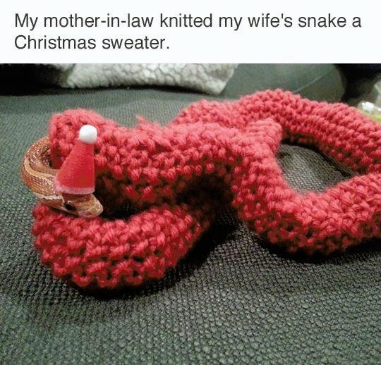 Sweater Snek from /r/sneks | Scrolller