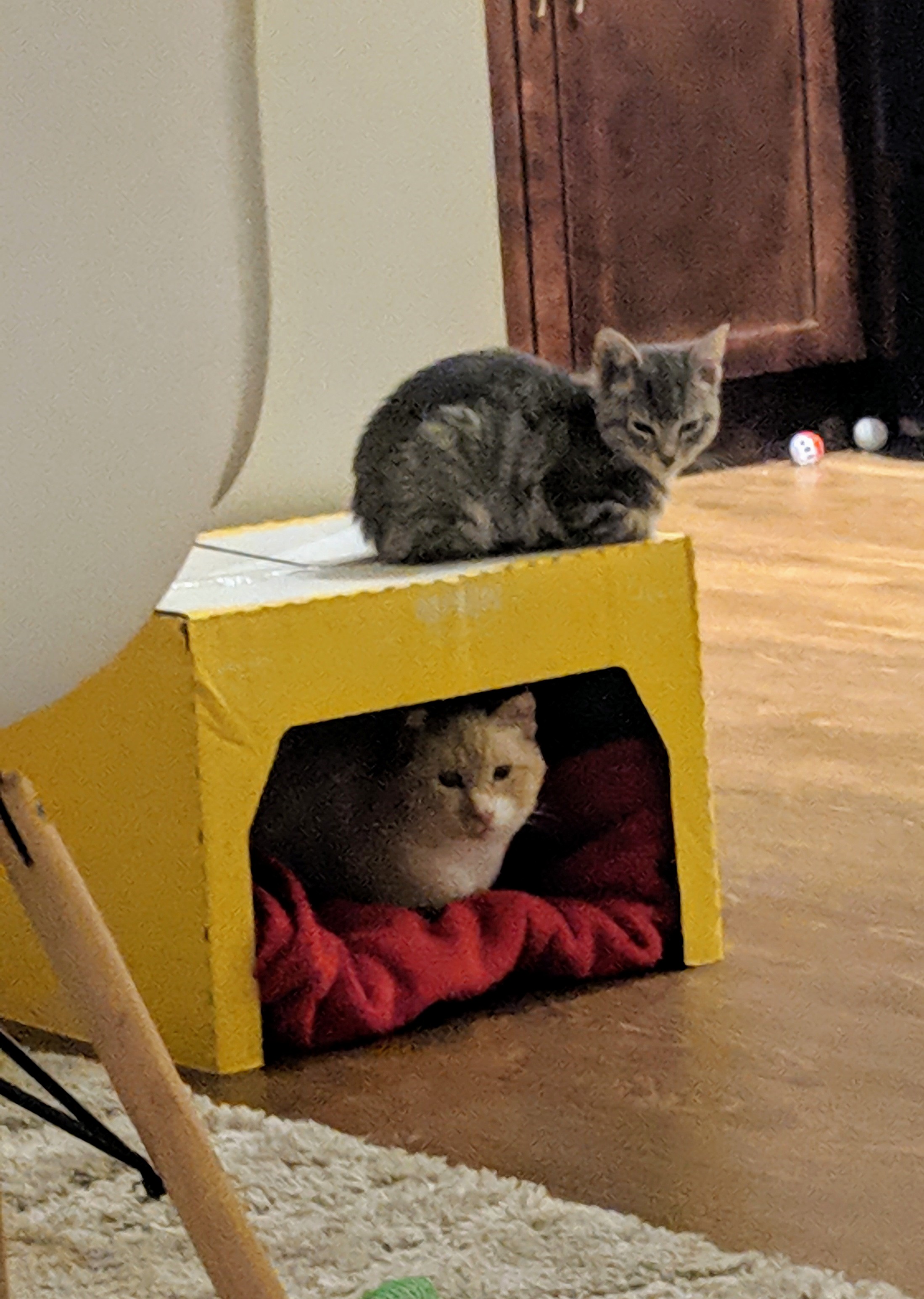 Technically True | Scrolller