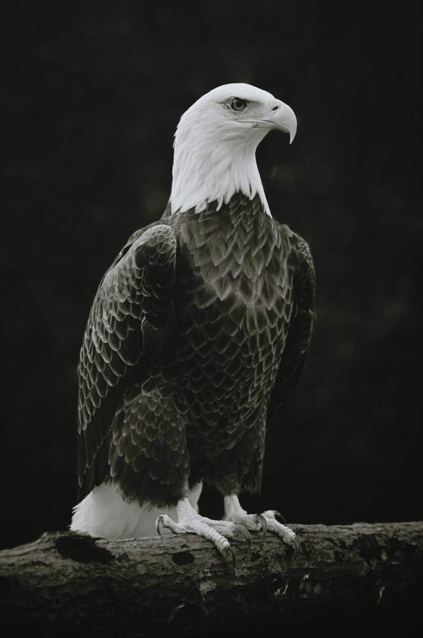 Telephoto capture of an American Bald Eagle on a log | Scrolller