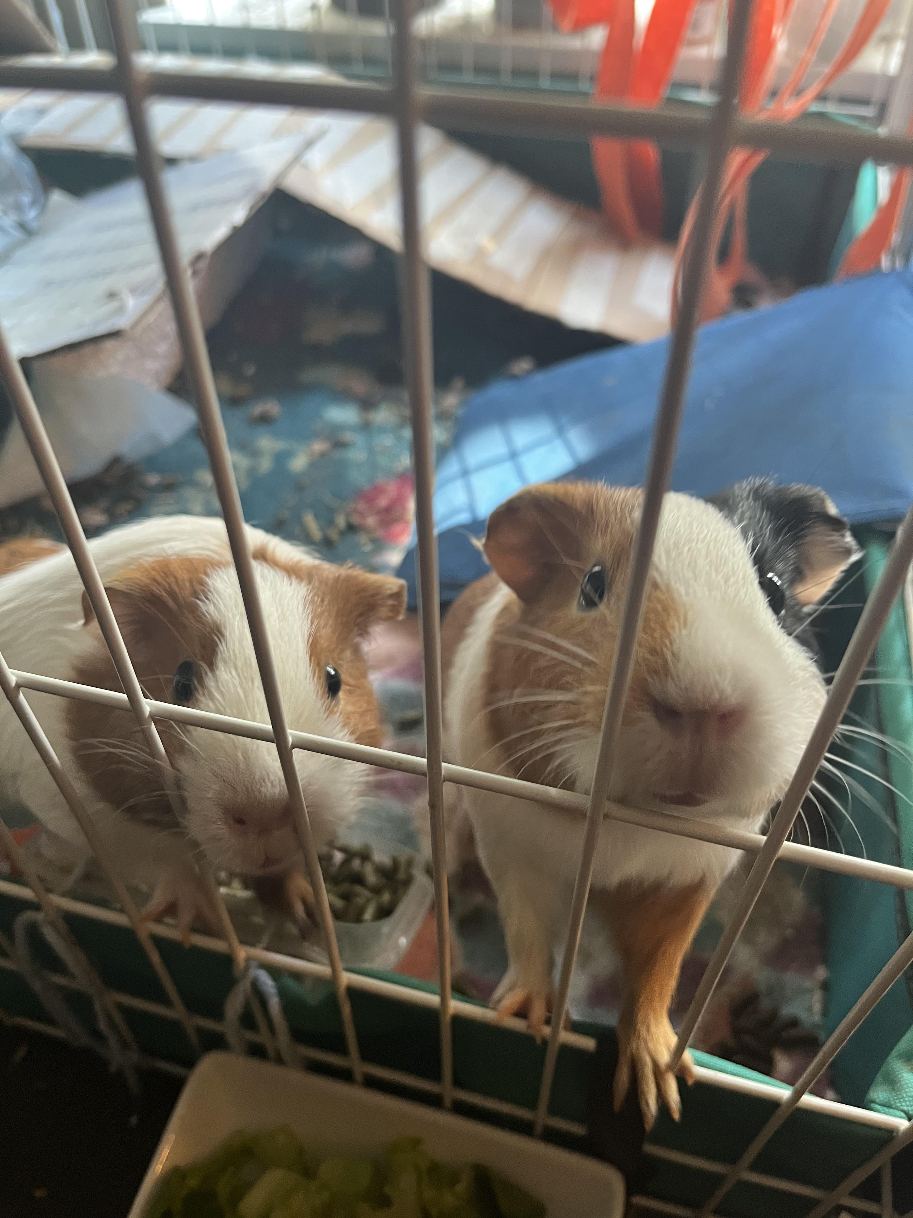 The girls know it’s feeding time | Scrolller