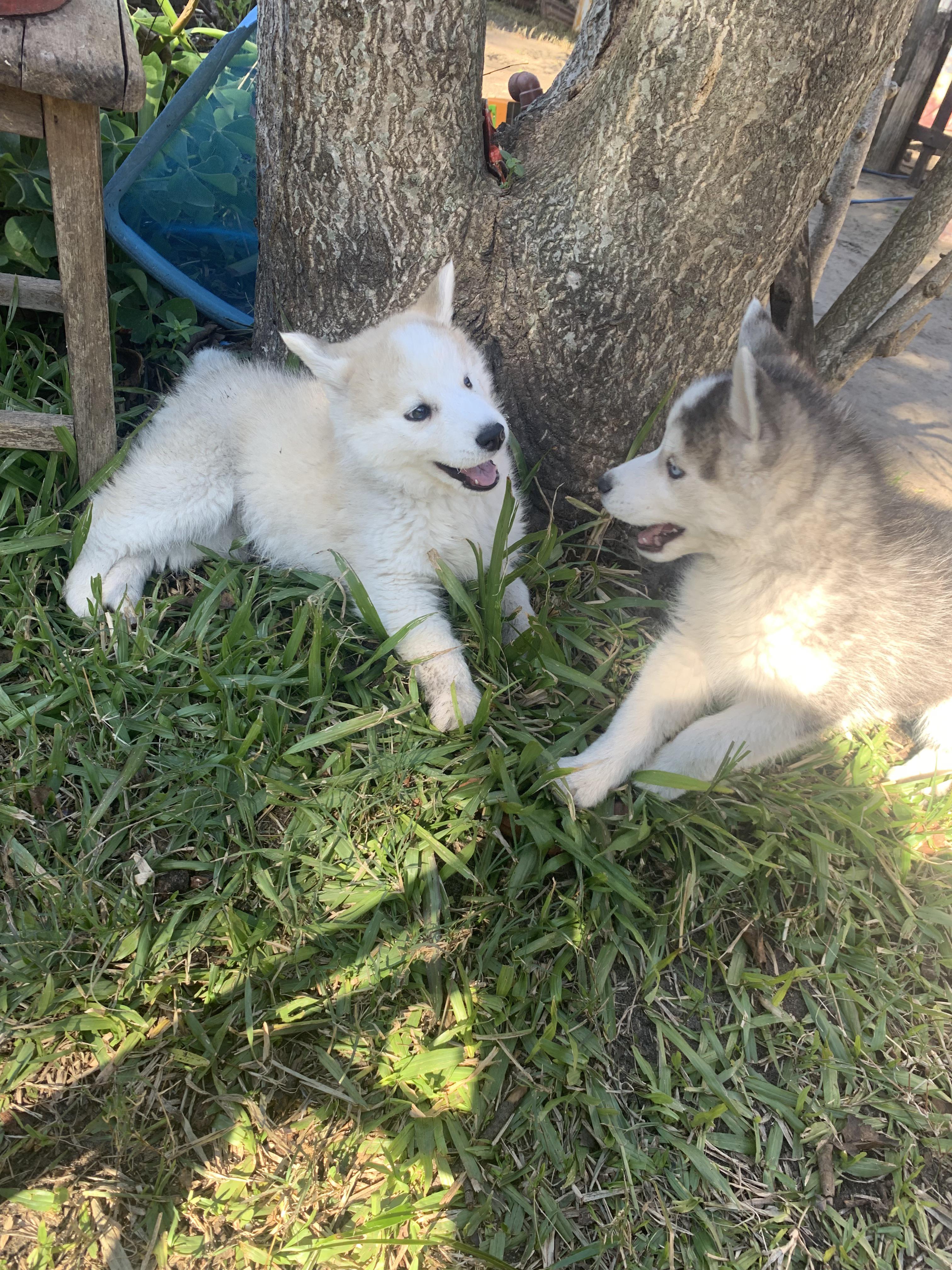 The husky sisters | Scrolller