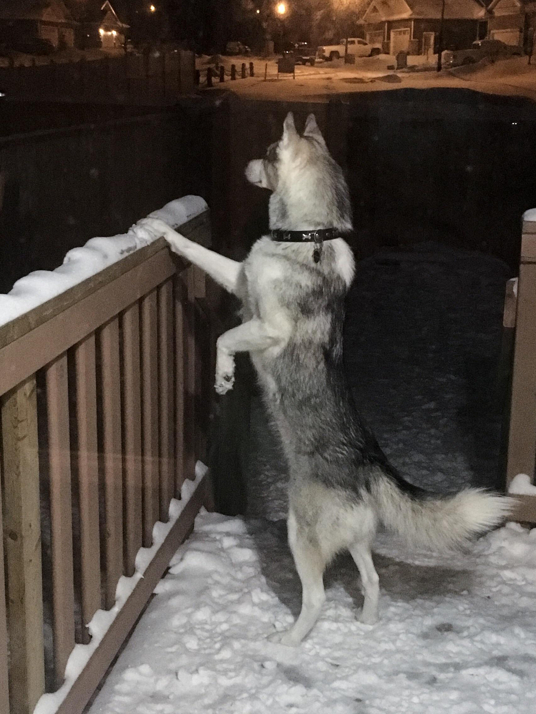 The majestic Siberian Husky everyone | Scrolller
