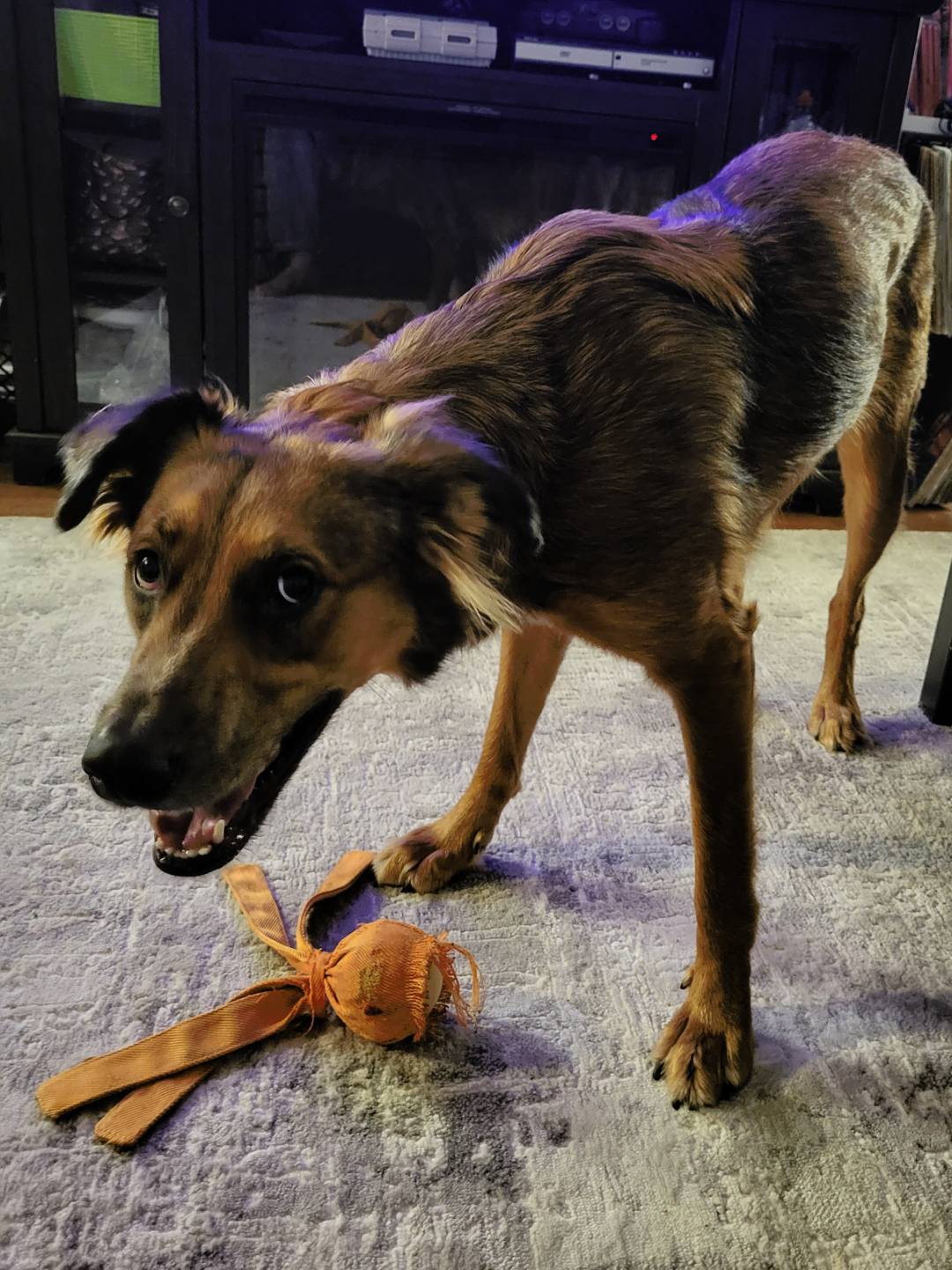 This is her "Wanna play?" stance. (it's obviously impossible to say no) | Scrolller