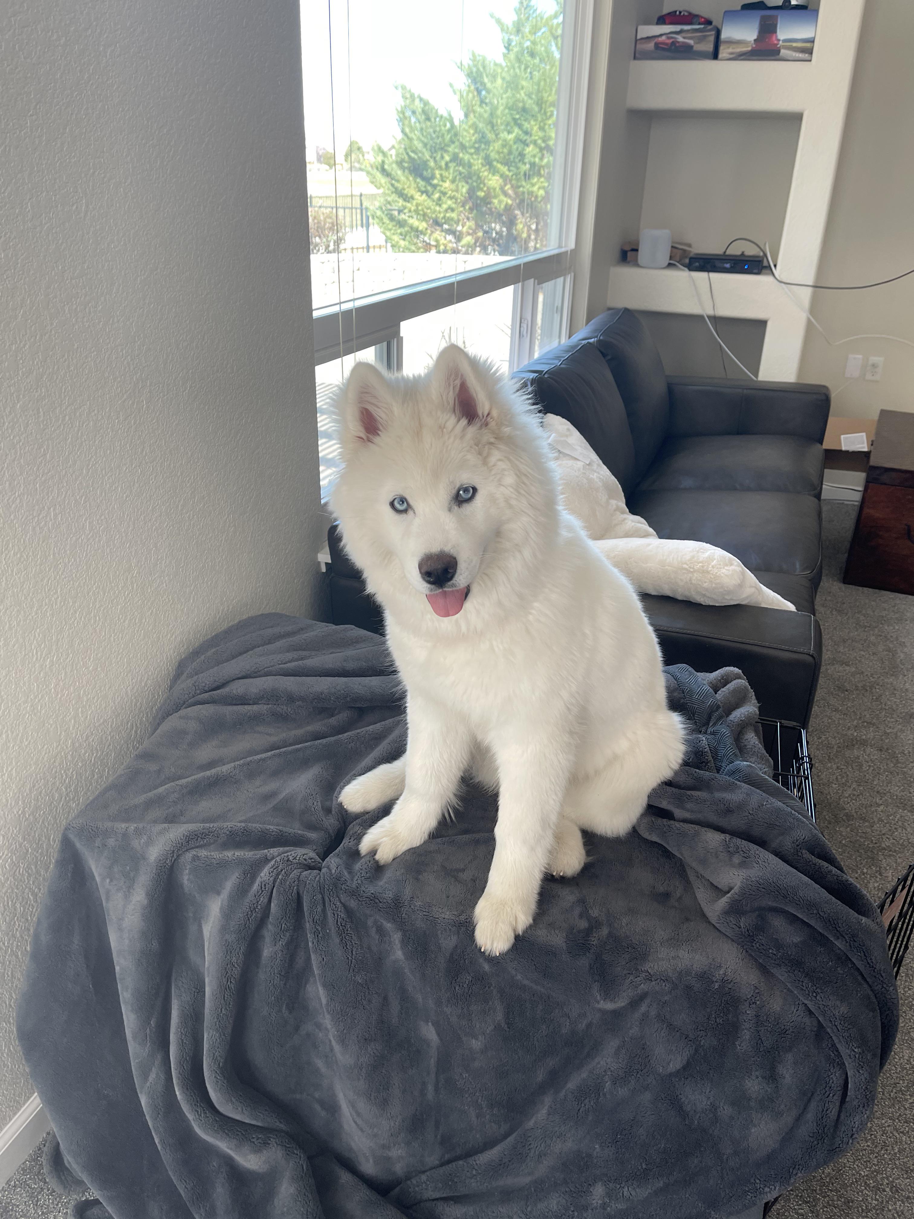 This is my crazy lil Luna! First Husky, first puppy and what a whirlwind she’s been but she’ll ...