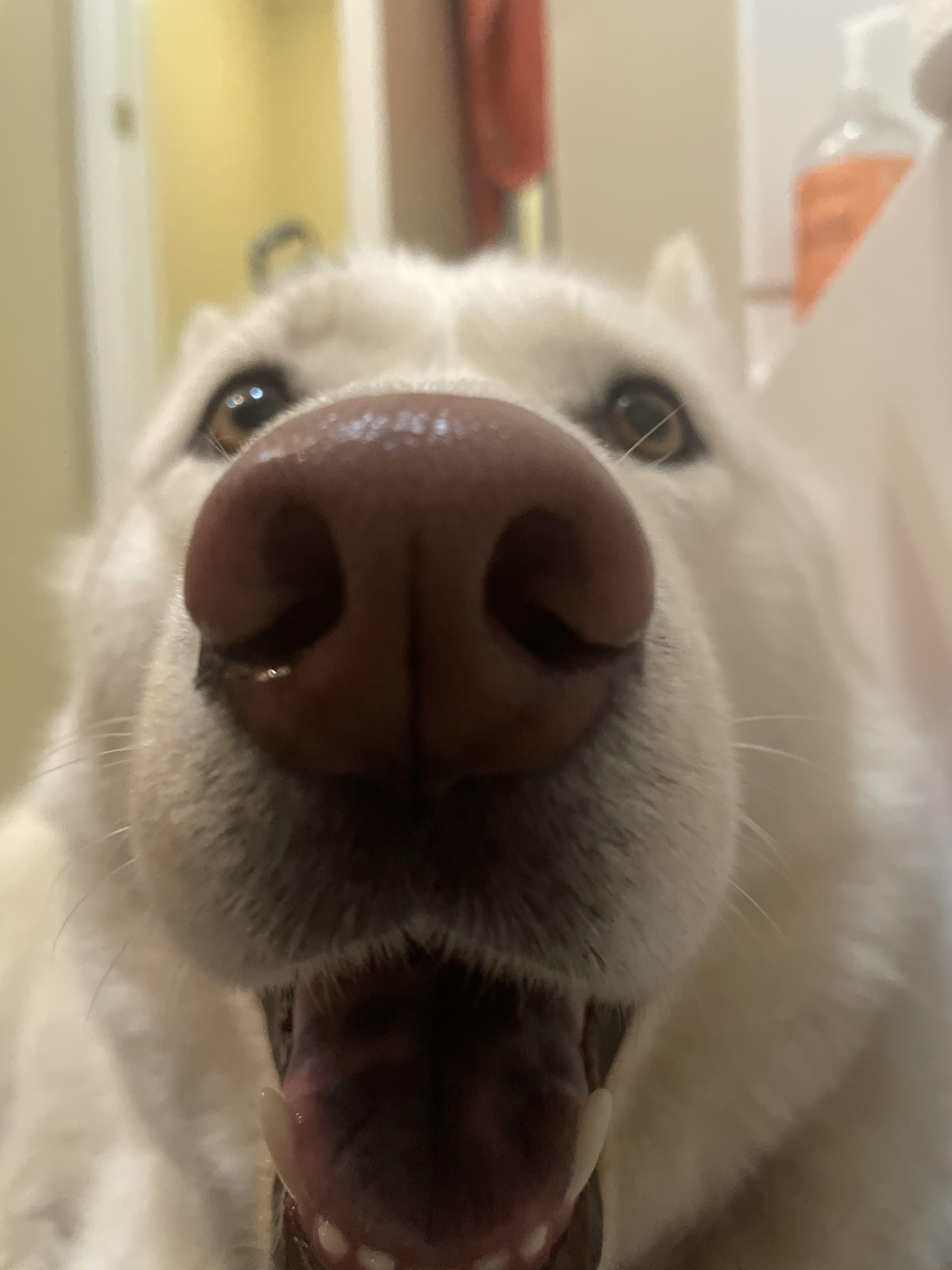 This is my mouth breather…I mean husky. This is my husky. | Scrolller