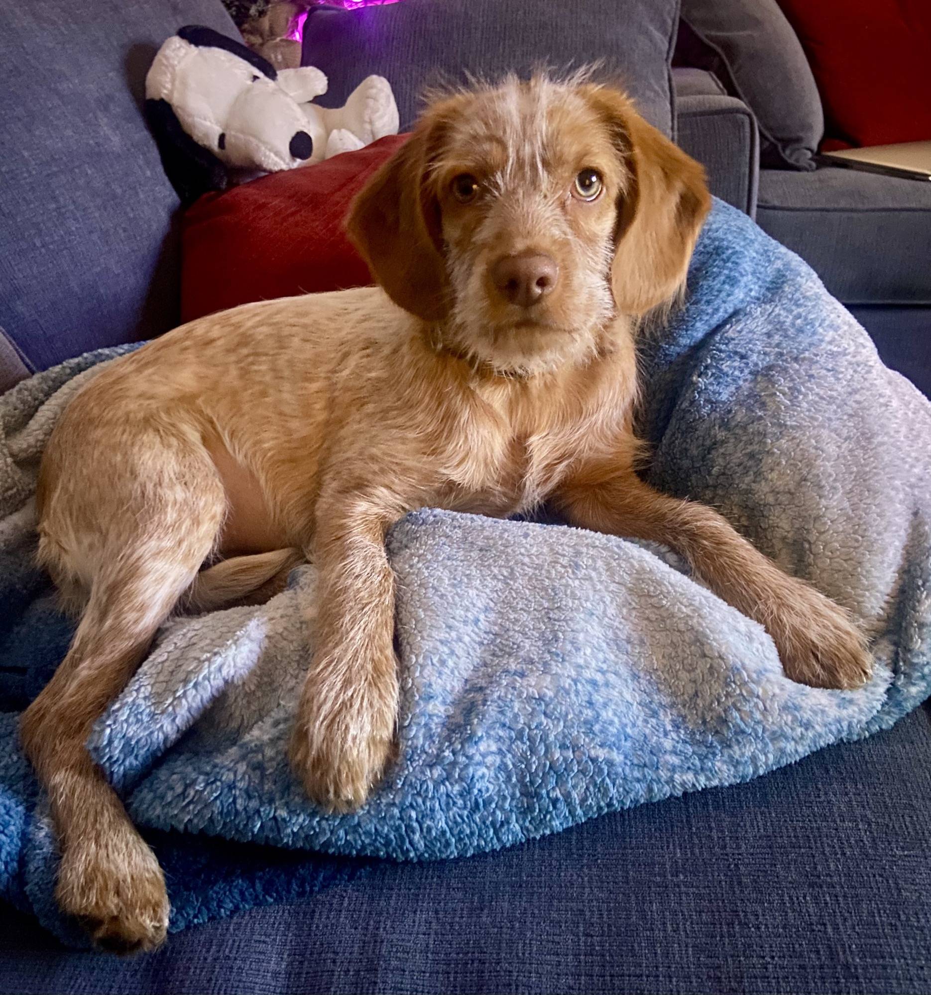 This is Ruby! | Scrolller