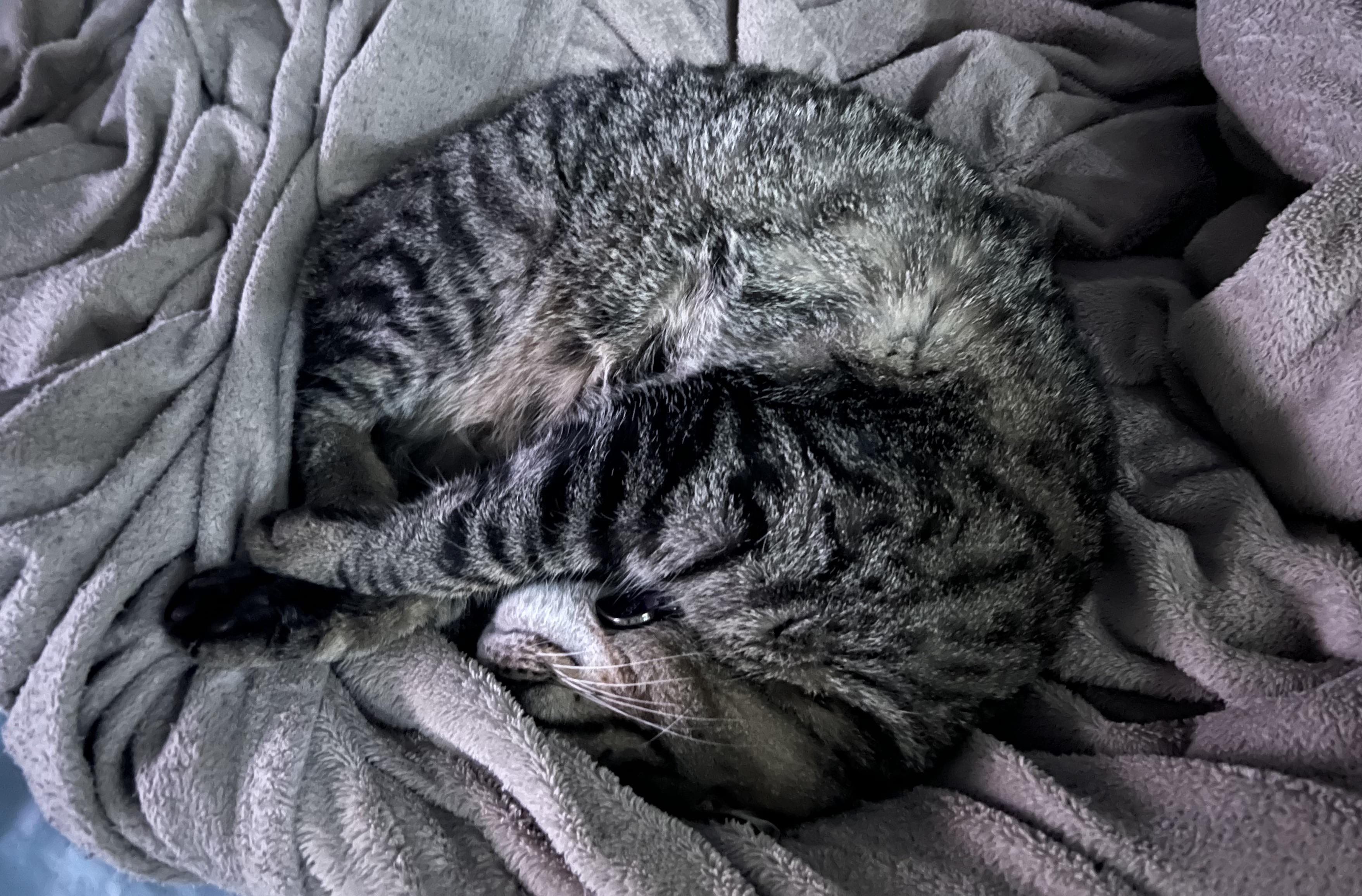 Turbo shrimping | Scrolller