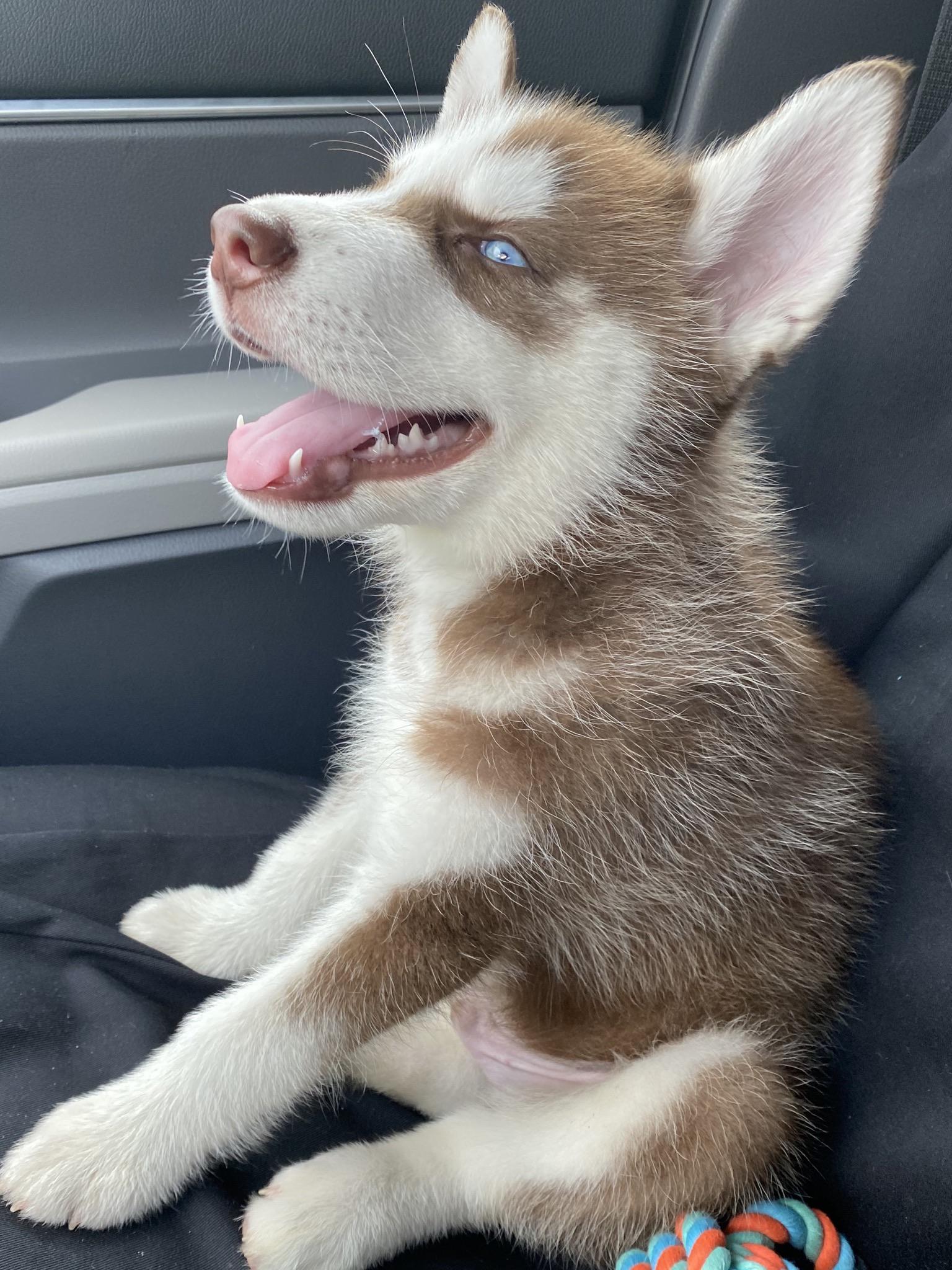 Update: Welcome home Zuko! | Scrolller