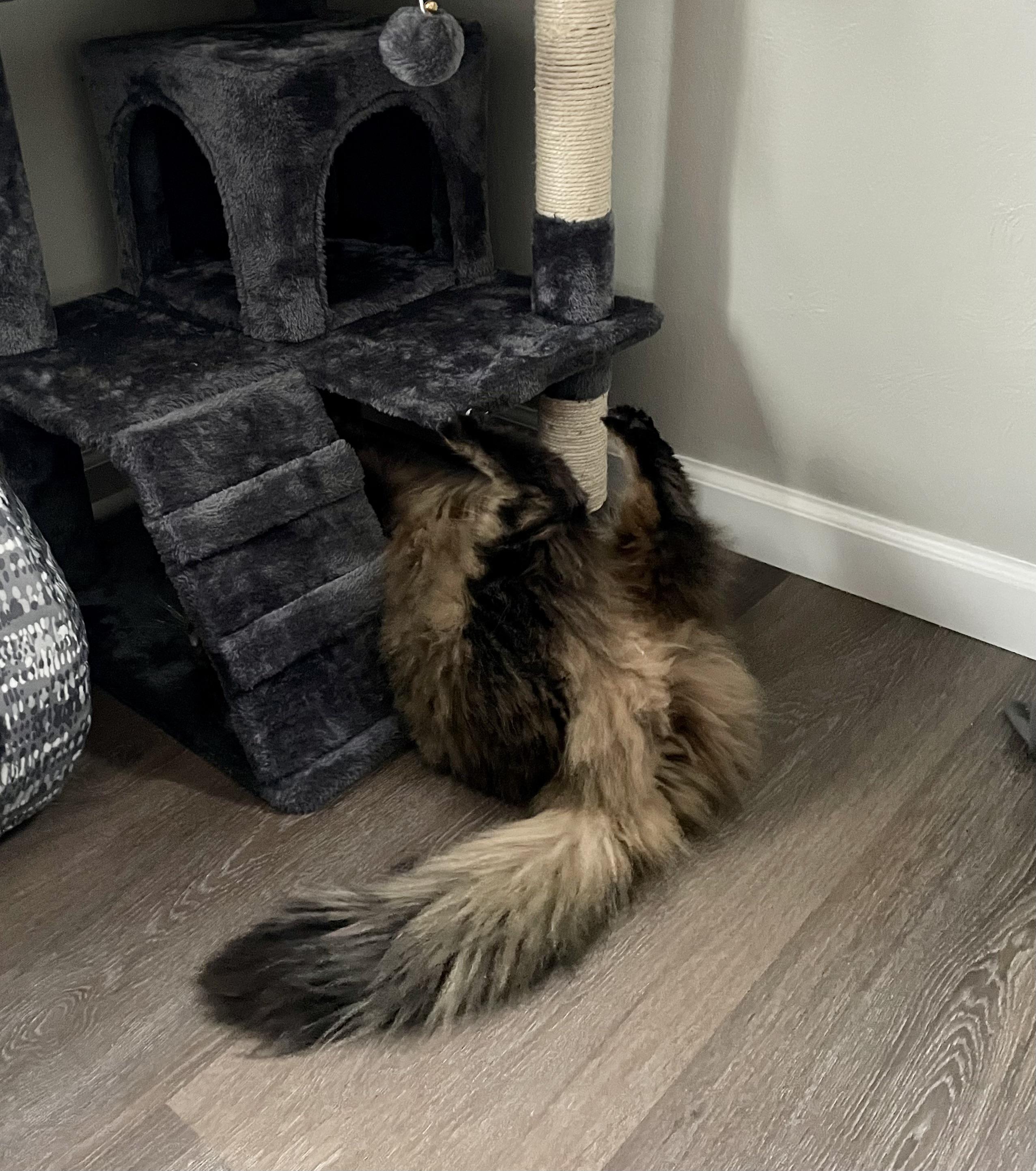 Upside down peets and a brush to boot | Scrolller