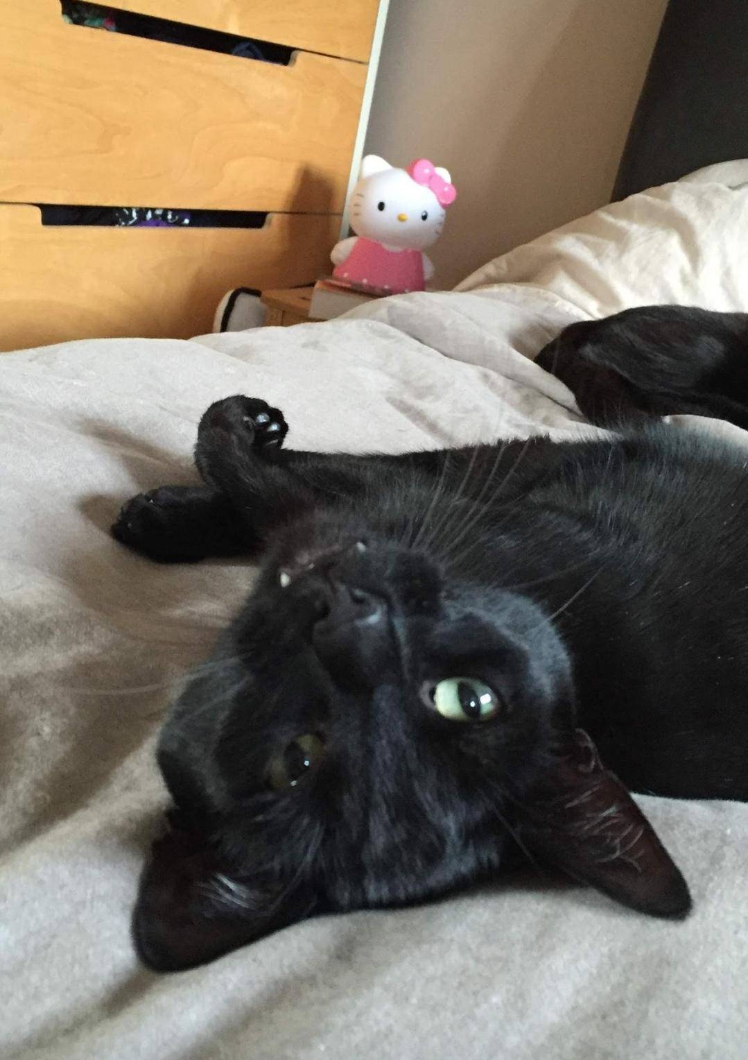 Vampire bat cat teefies | Scrolller