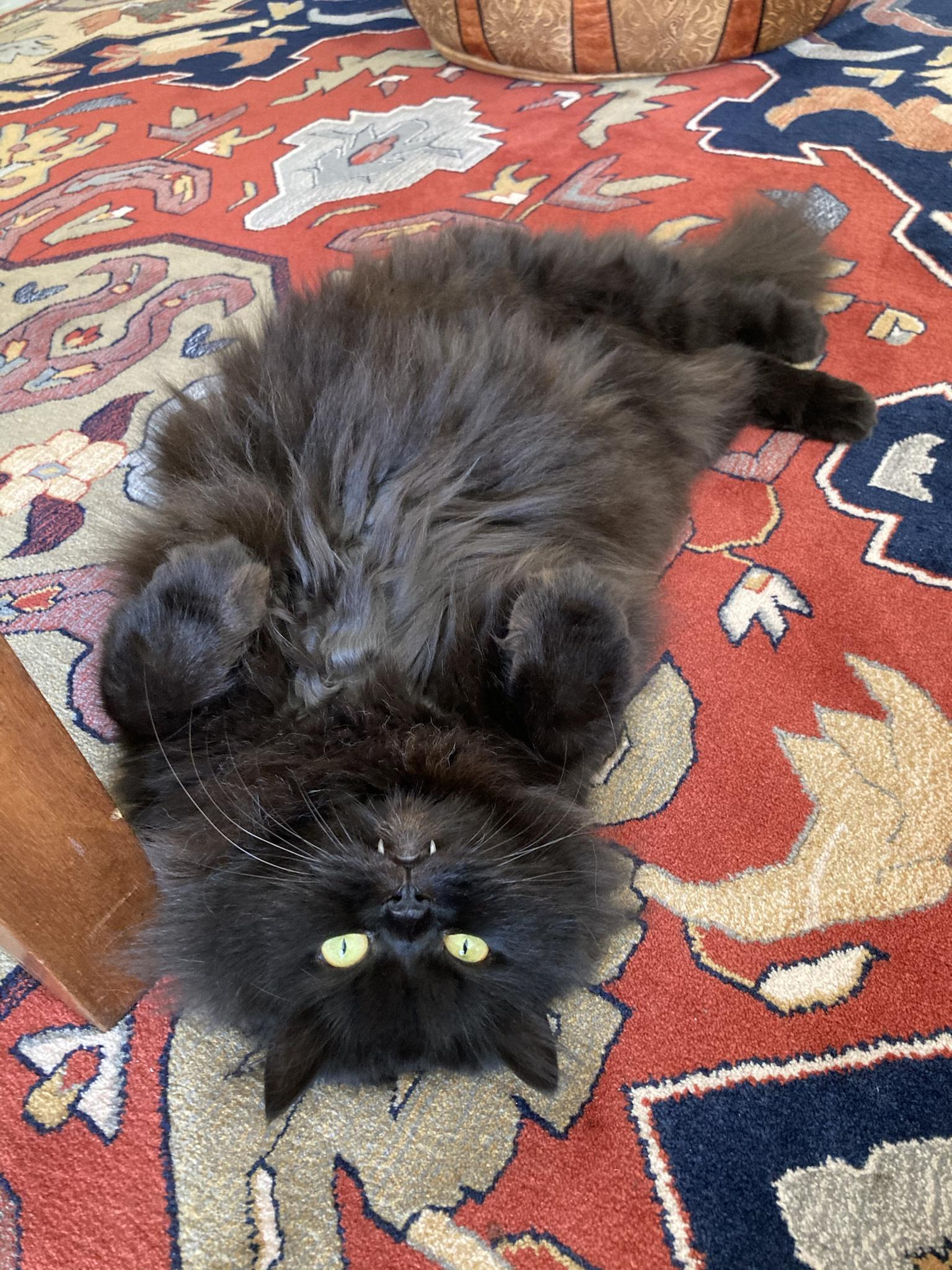 Vampire Cat (diphylla edaucata)! | Scrolller