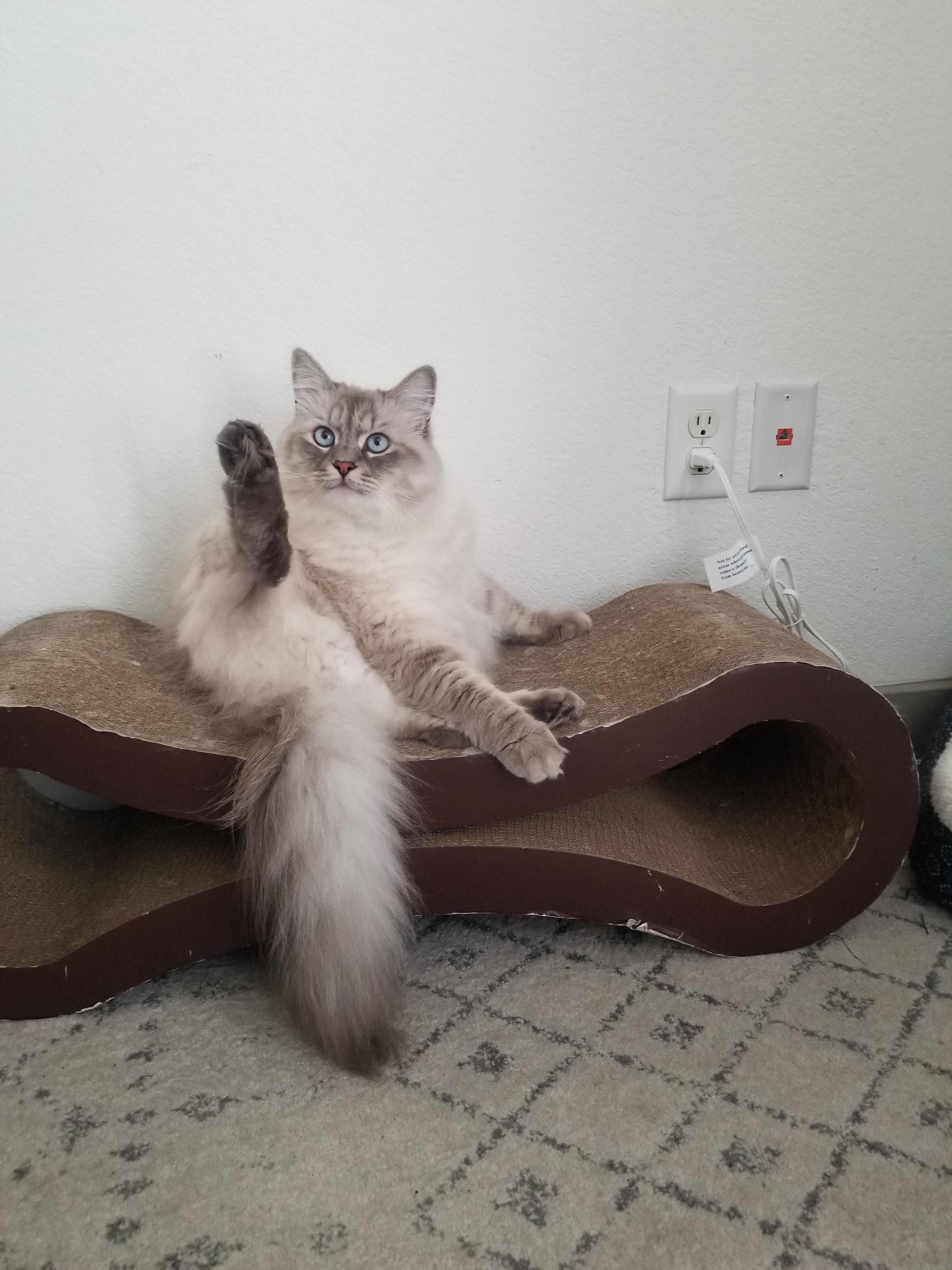 Vanilla doing a leg lift | Scrolller