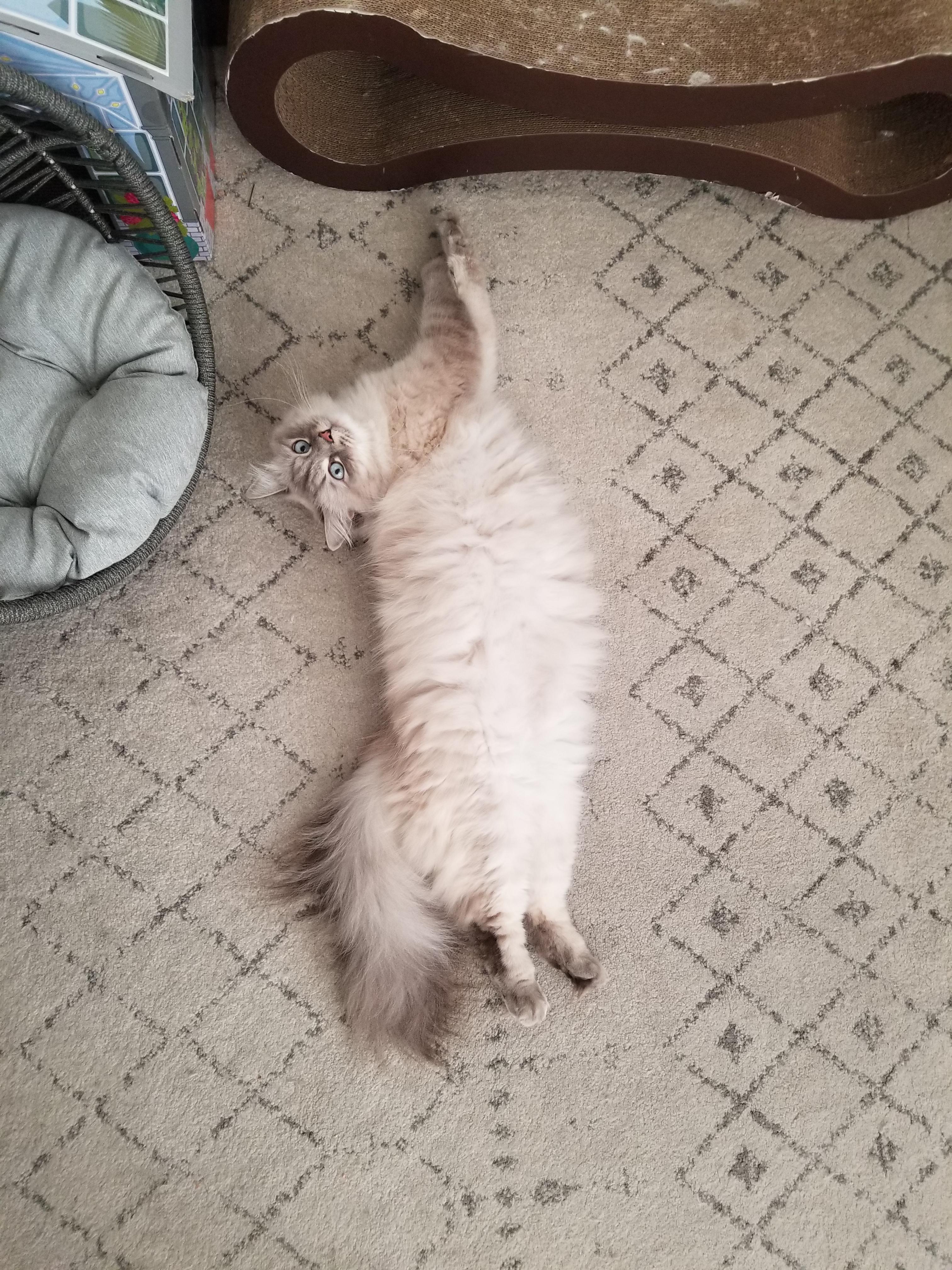 Vanilla flaunting his fluff | Scrolller