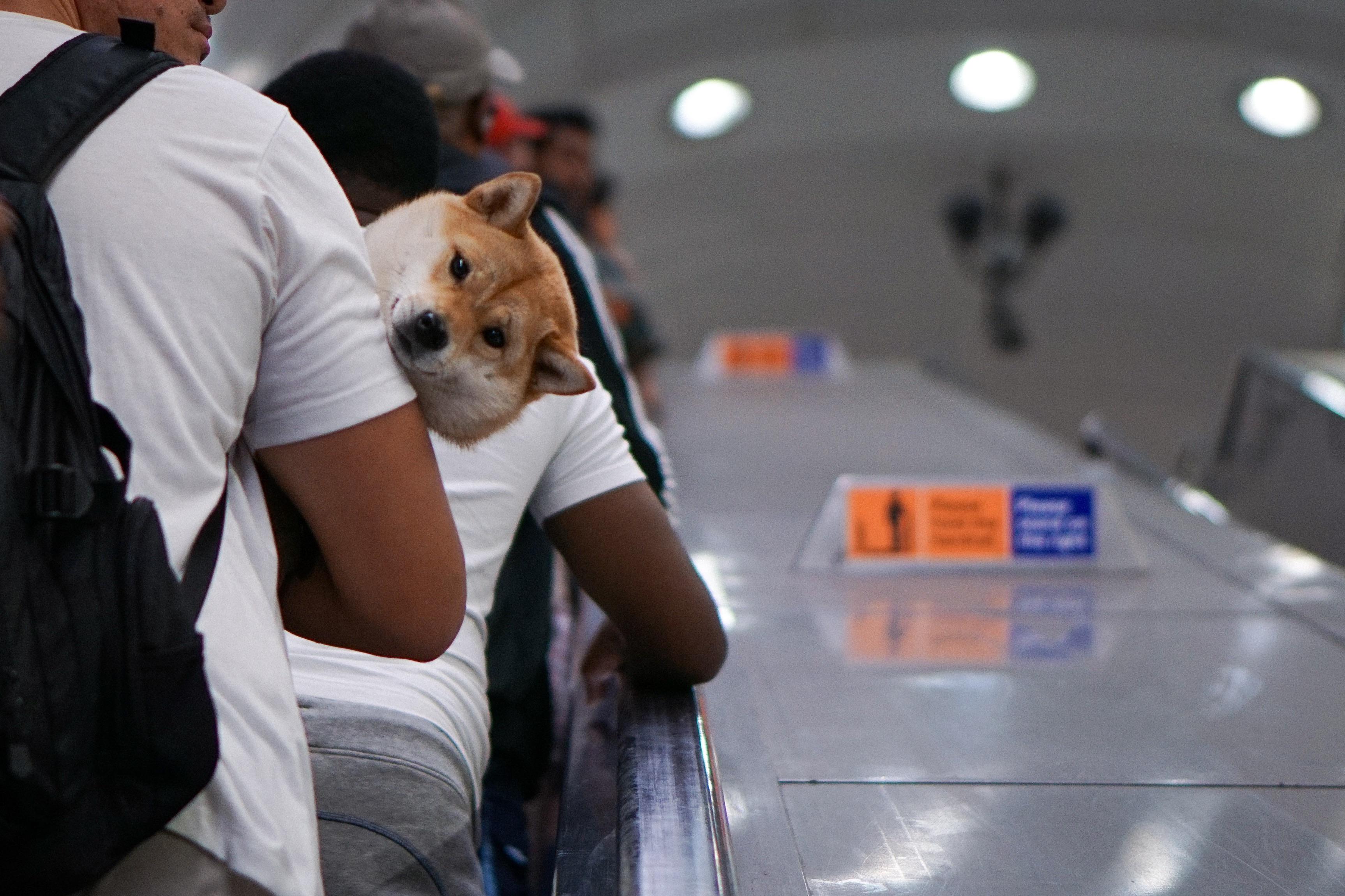 very escalate, much ascending | Scrolller