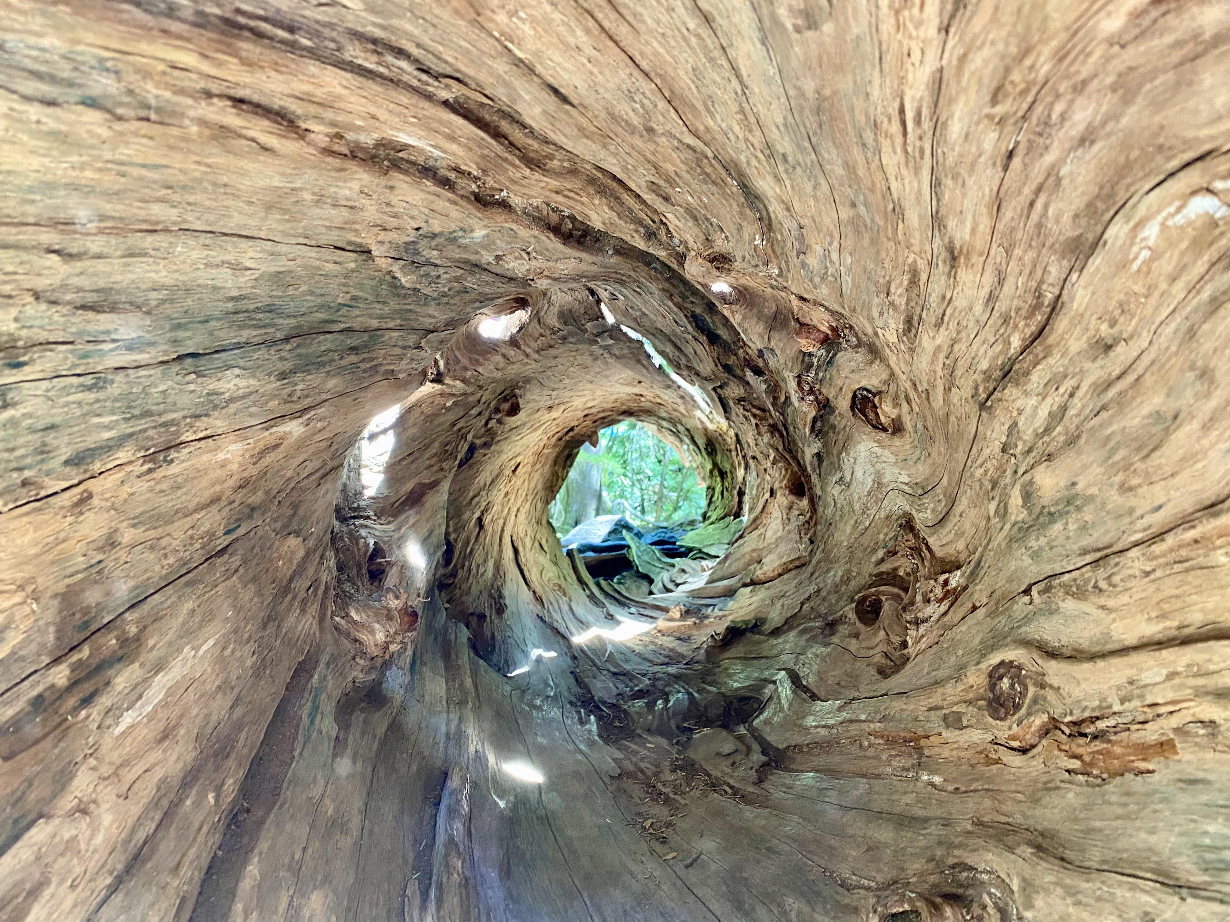 View inside of a hollow log I happened upon on a hike | Scrolller
