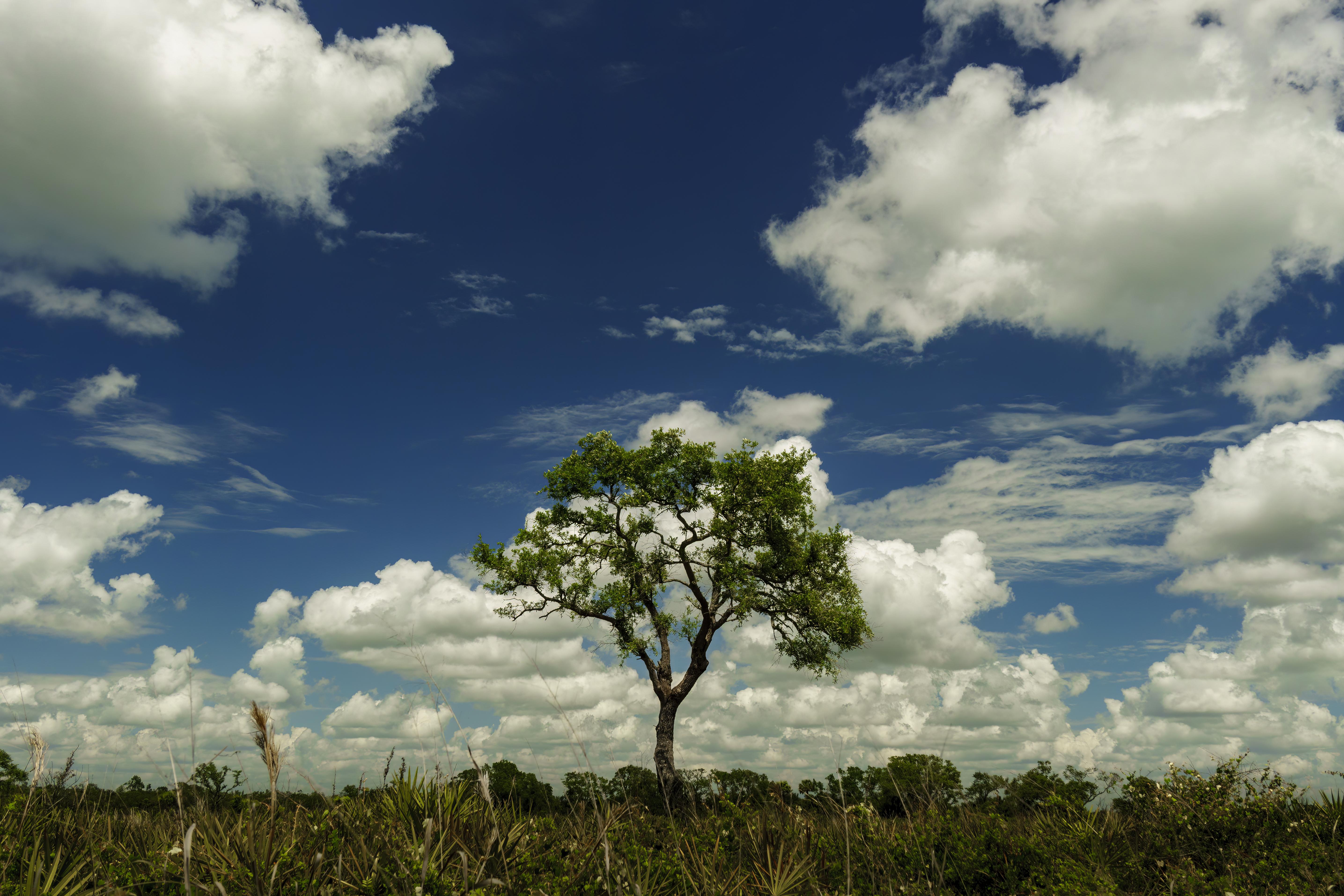 Walk through a state park. A6000 Tamron 18-300 | Scrolller
