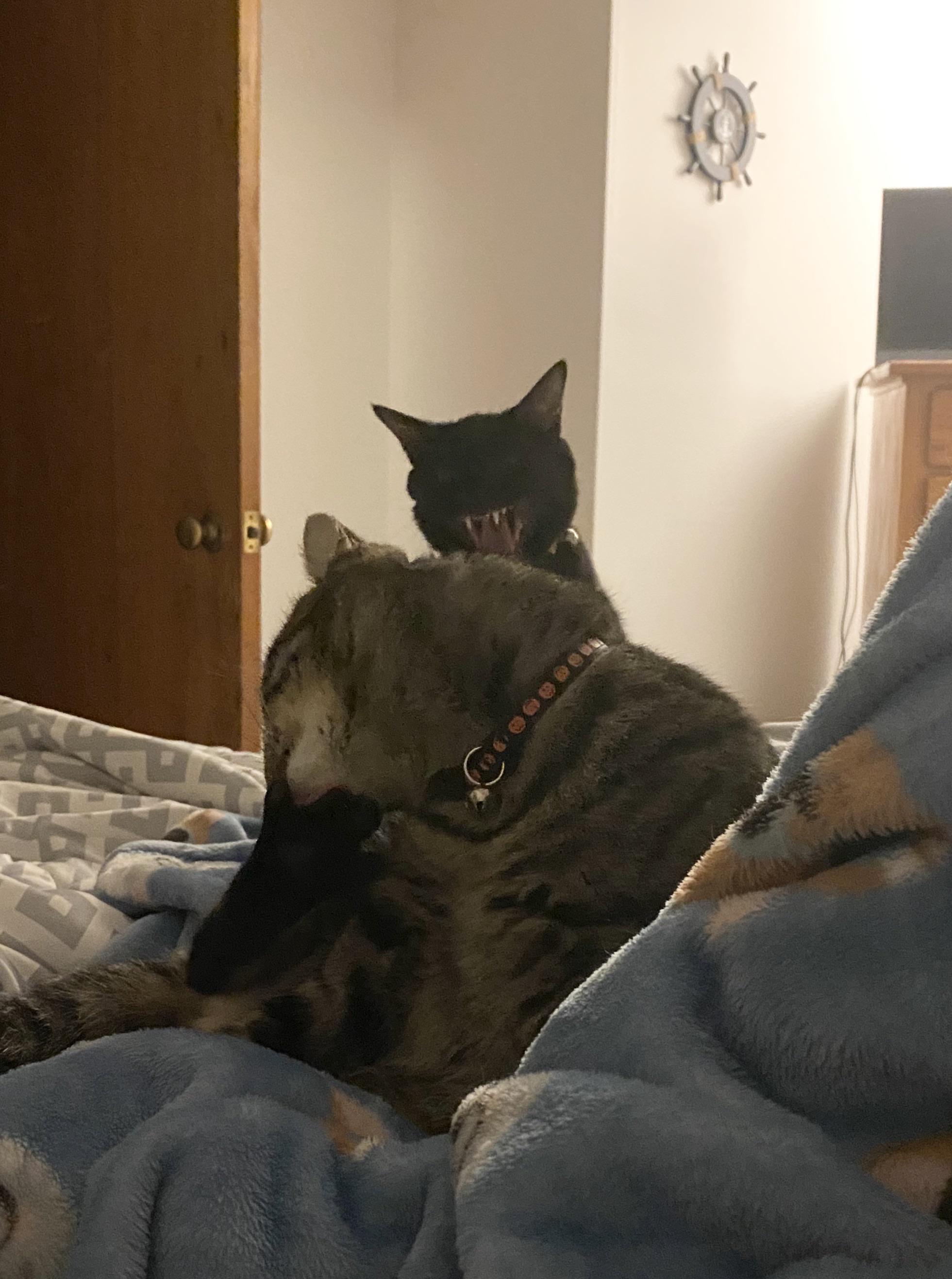 Watch your back | Scrolller