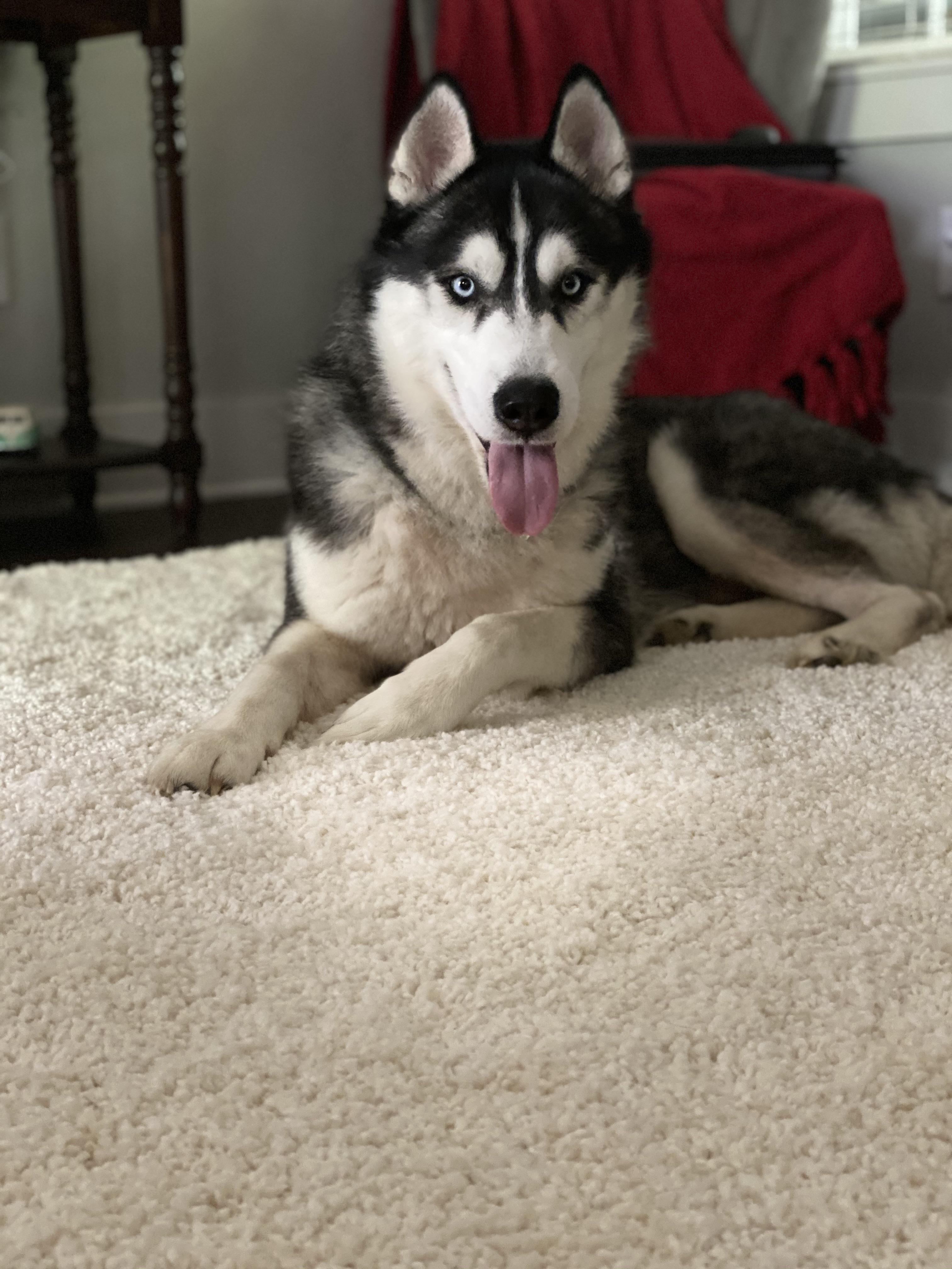 We rescued this handsome guy today! Now for all the love. 💕🐾 | Scrolller