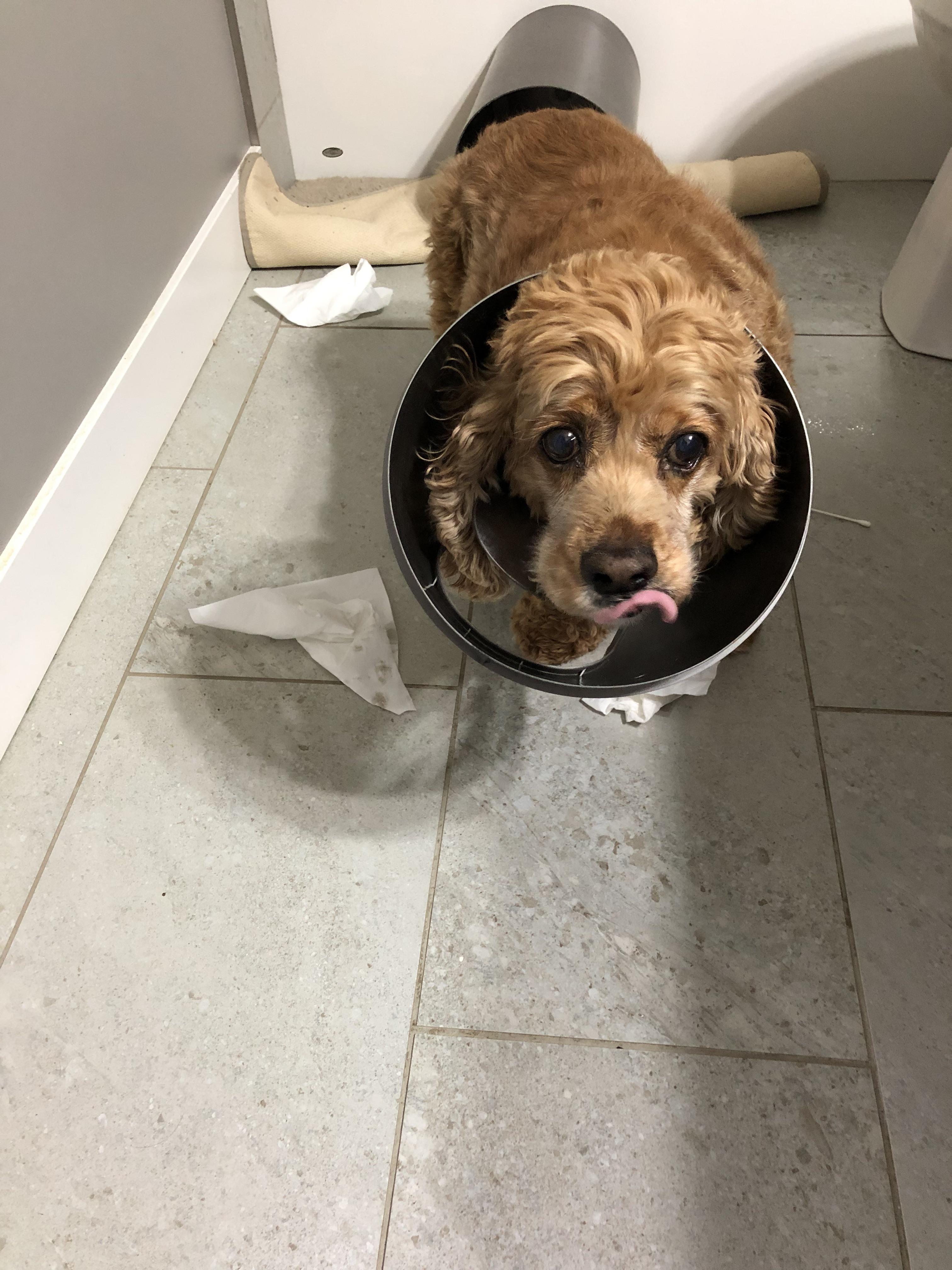 When garbage cans attack 😒 | Scrolller