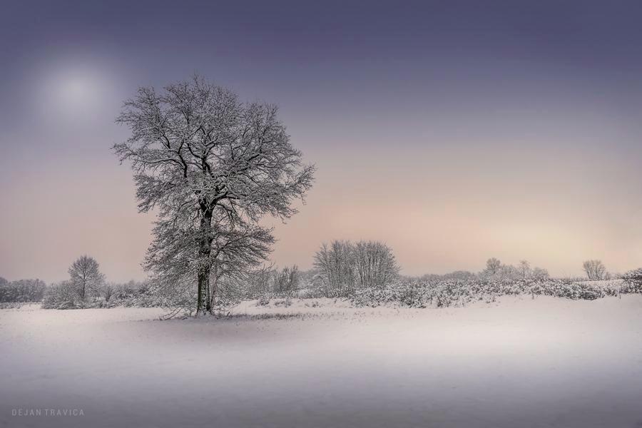 Winter tree | Scrolller