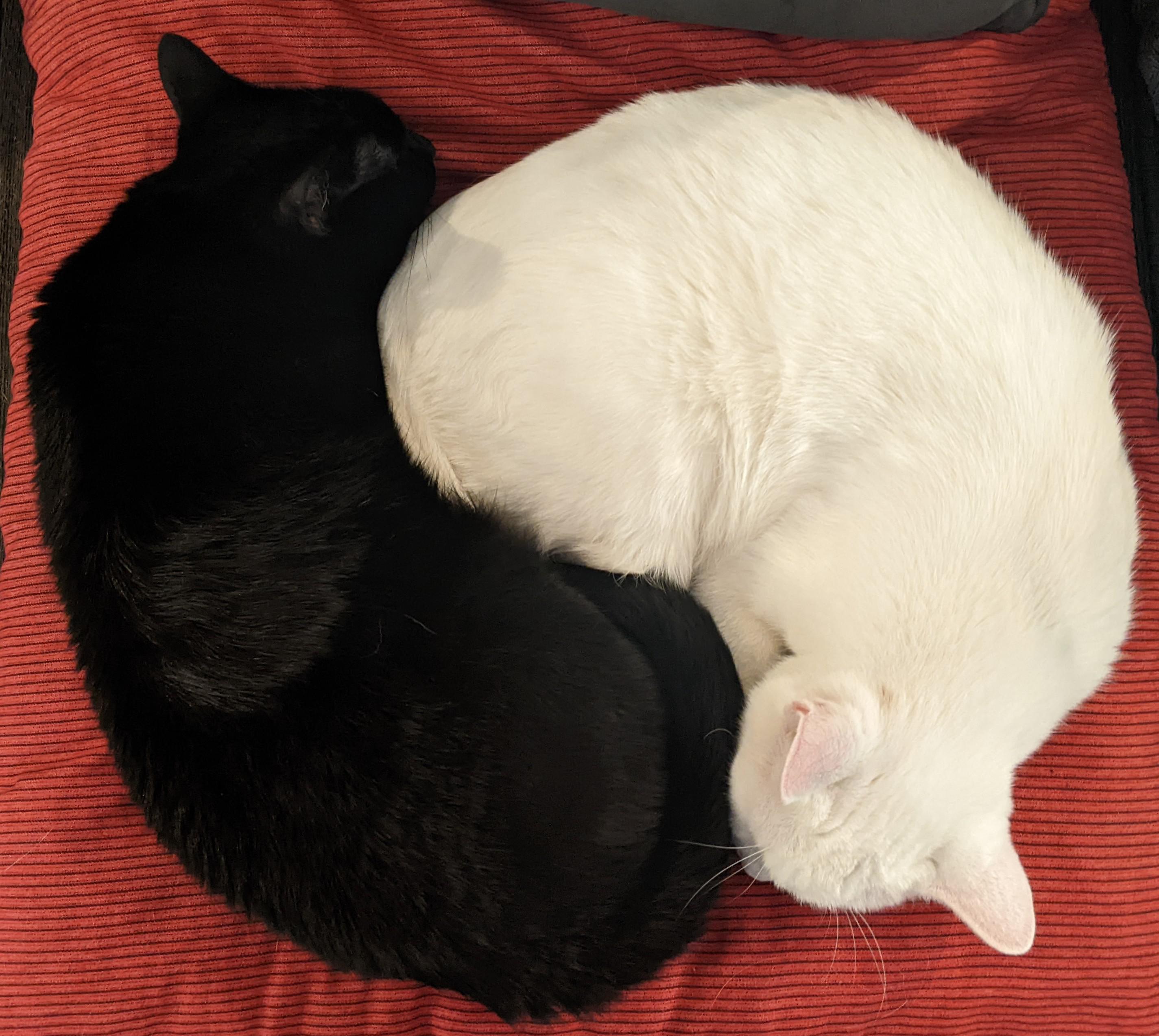 Yin and Yang cats??? | Scrolller