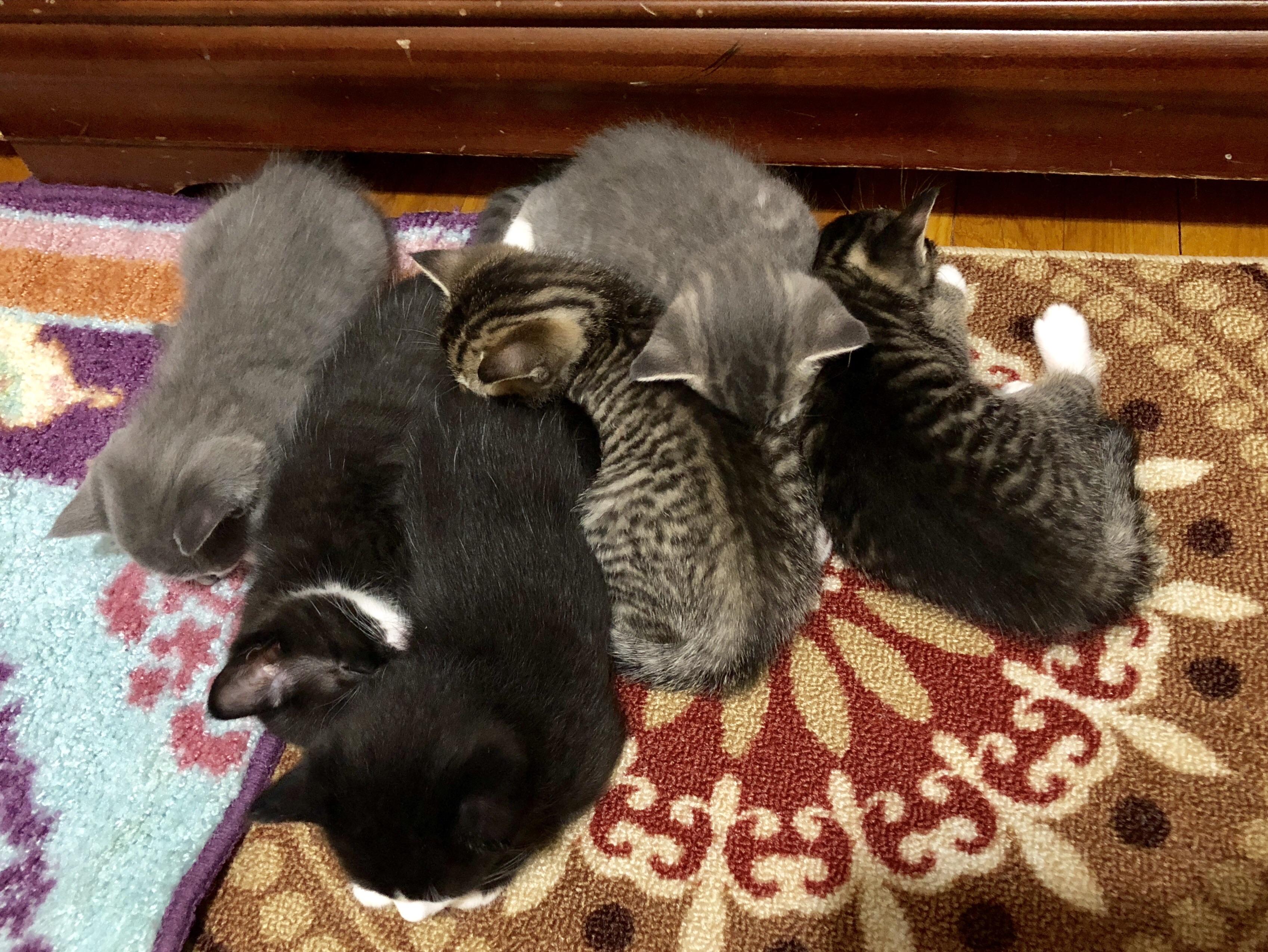 1 month fluffy fluffin fluffers | Scrolller