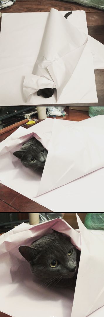 1 purrito to go, please | Scrolller