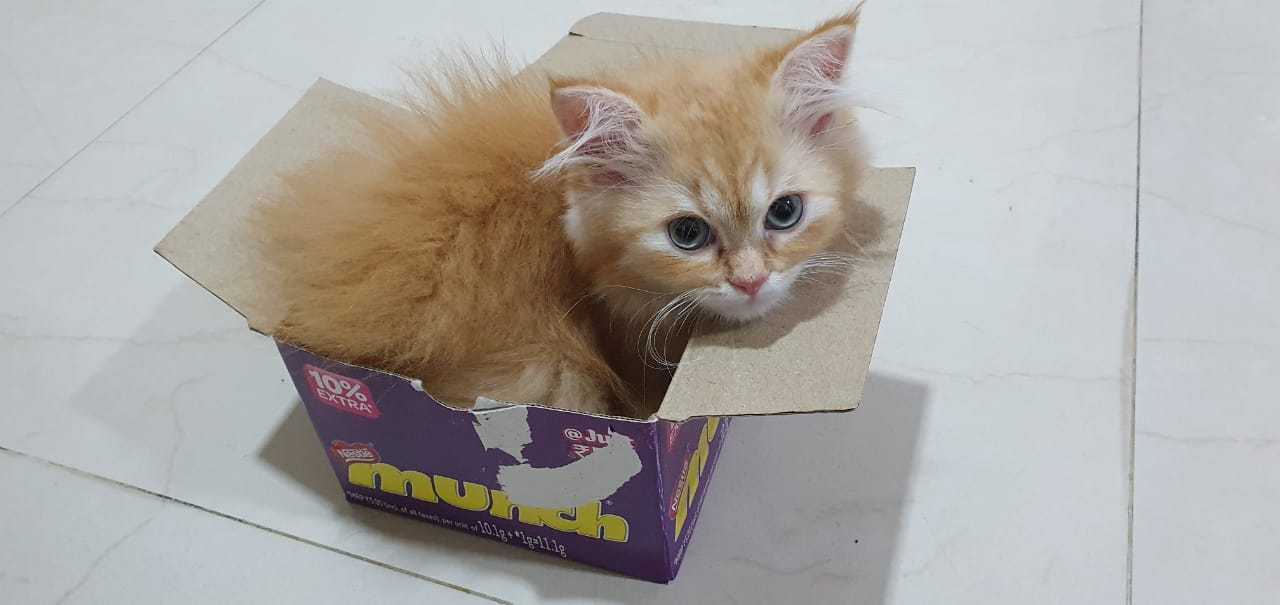 10% Extra 100% Purring | Scrolller