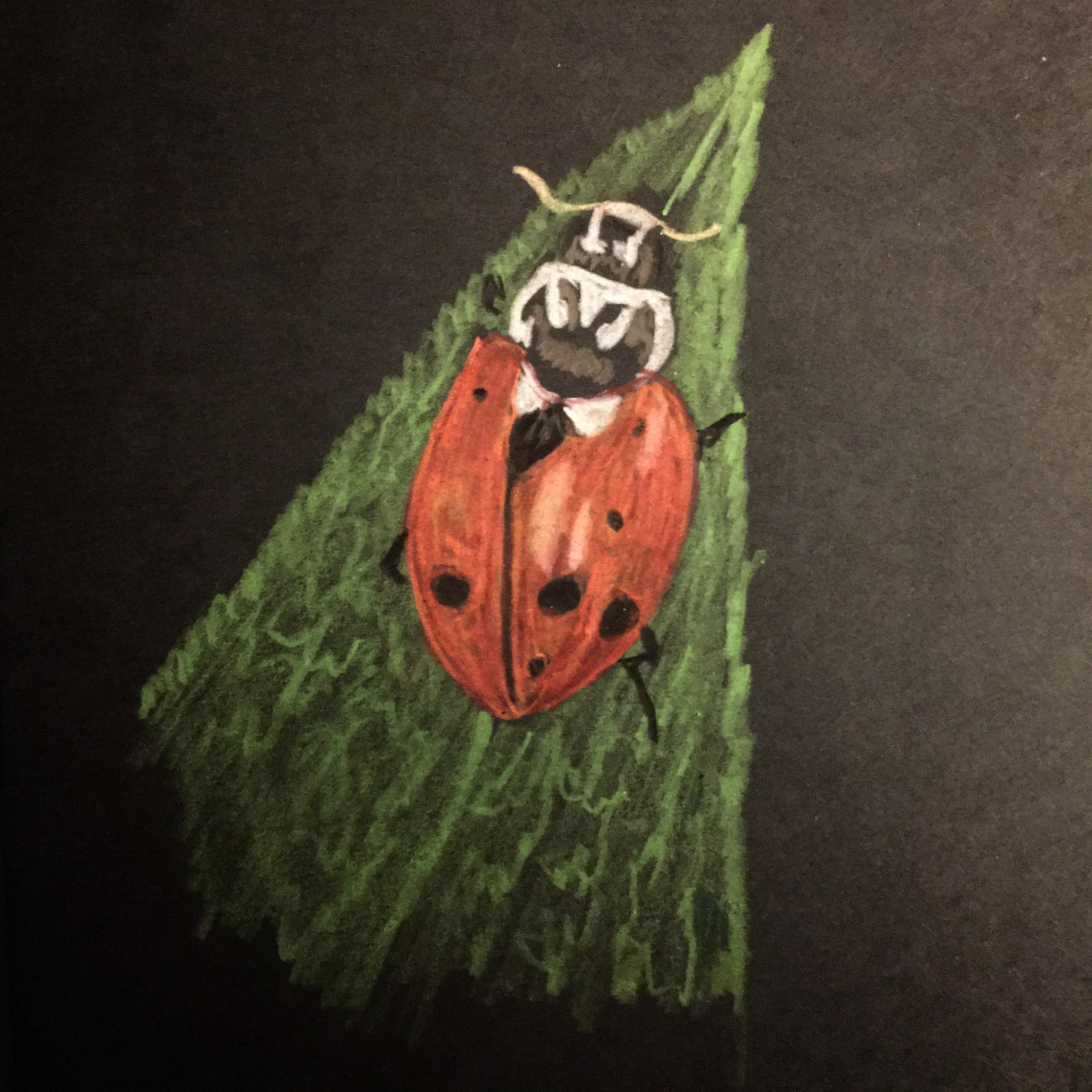 10 - Insect | Scrolller