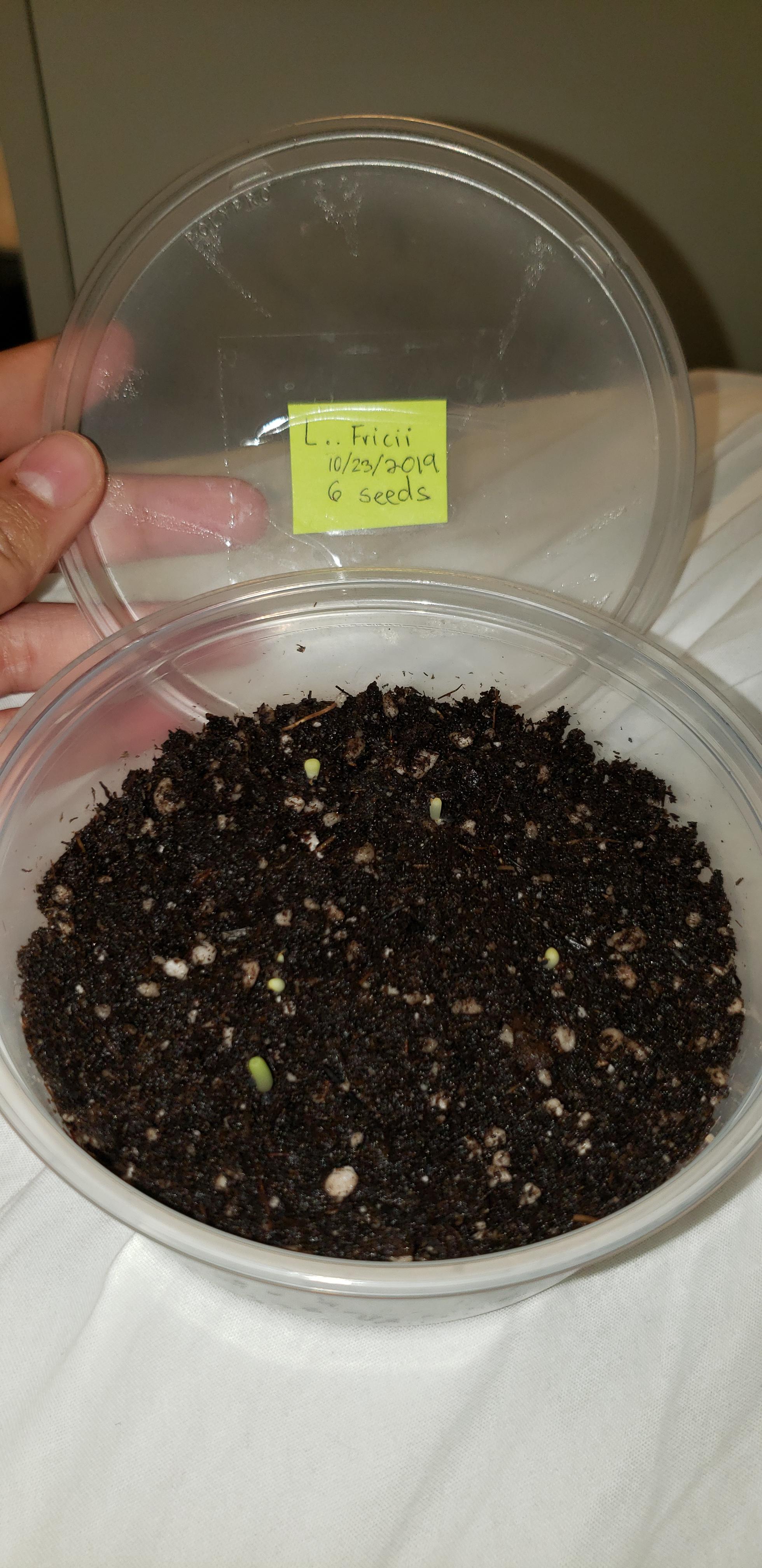 100% germination success rate day#9 | Scrolller