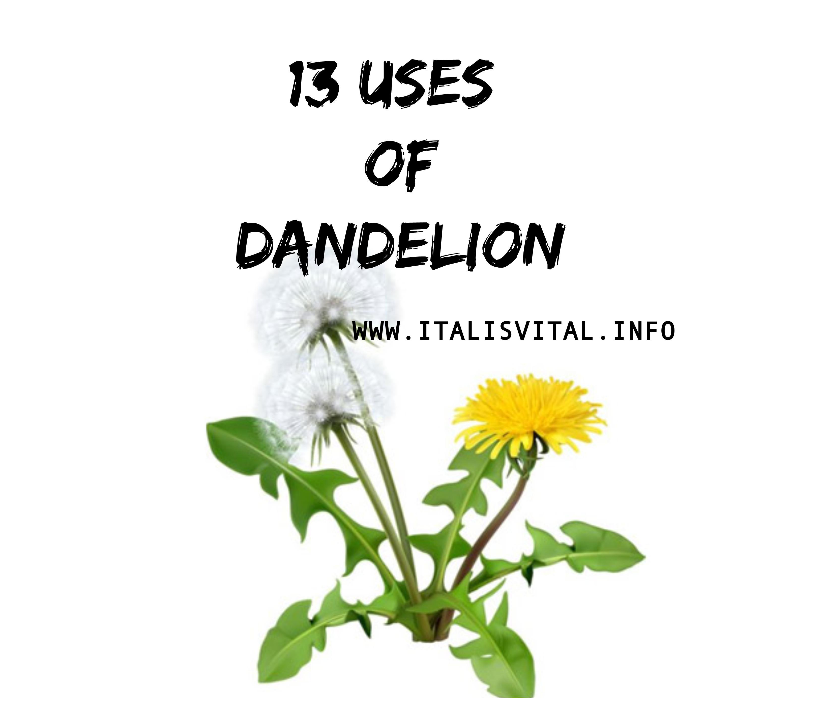 13 Uses of Dandelion https://italisvital.info/13-uses-of-dandelion/ #dandelion #usesofdandelion ...