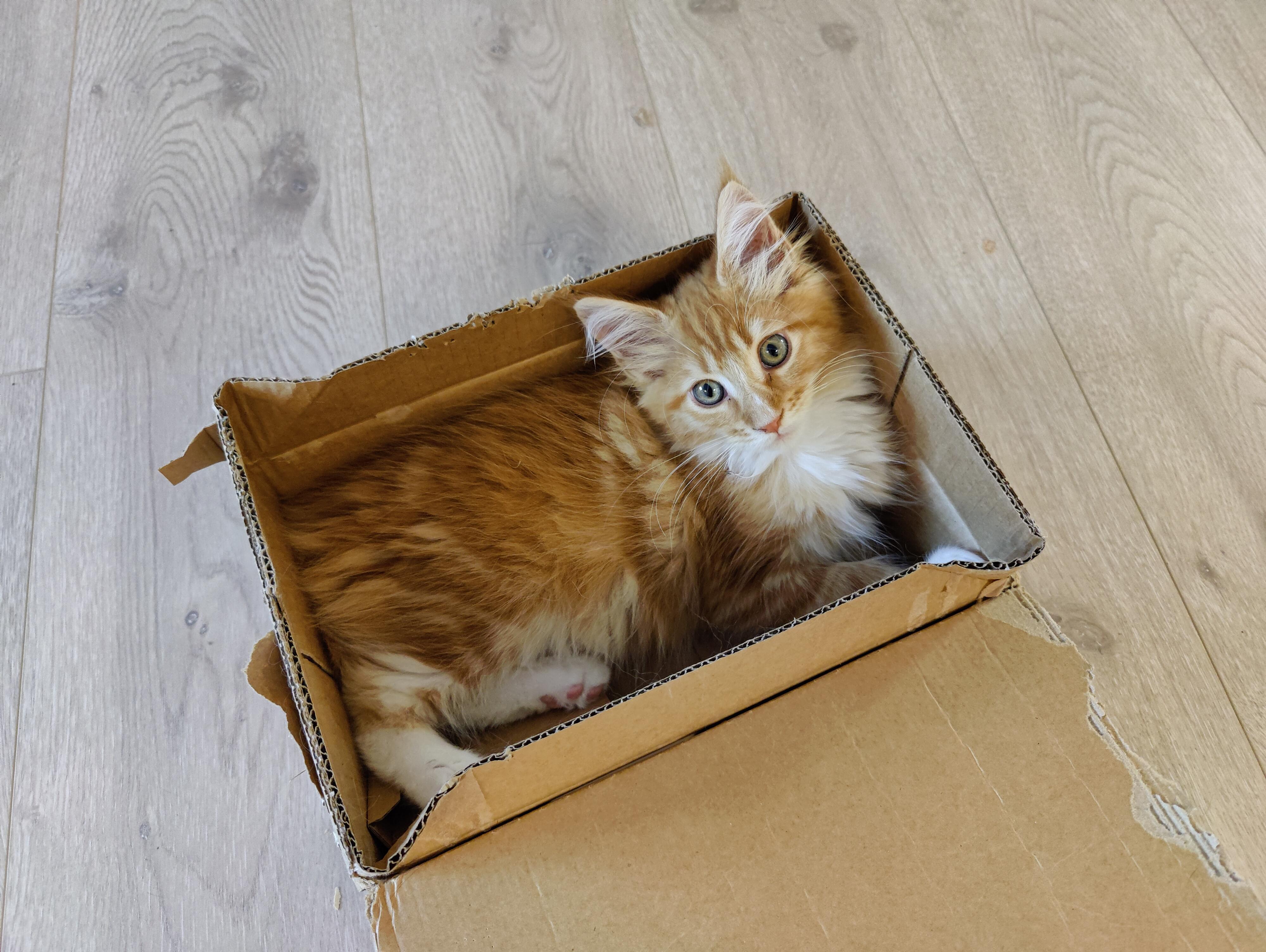 13 weeks old and already hopelessly addicted to boxes! | Scrolller