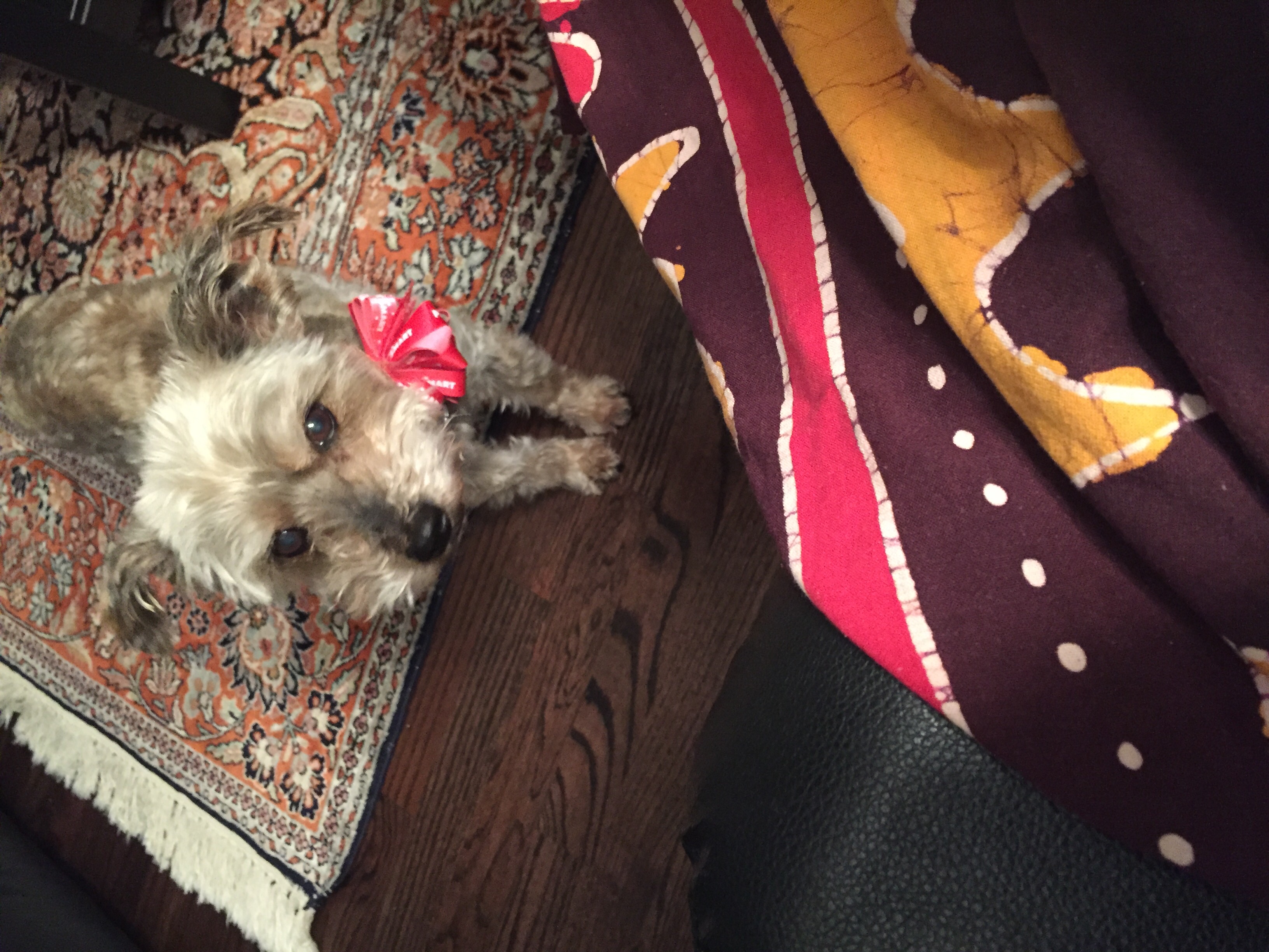 14 years old and still a pupper~ | Scrolller