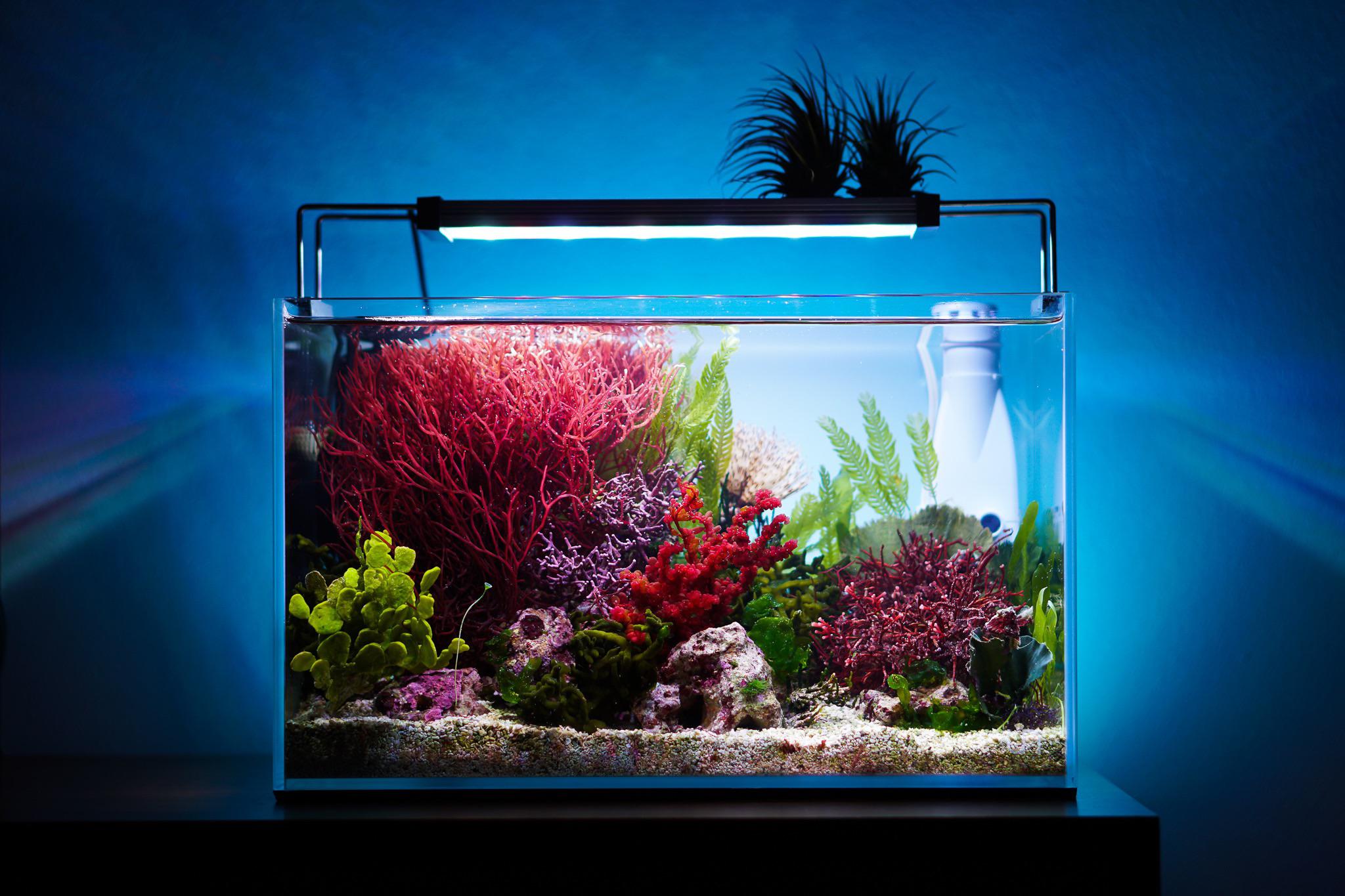 18 different species of macroalgae in my planted reef (UNS 5N) rn. 🤓 | Scrolller