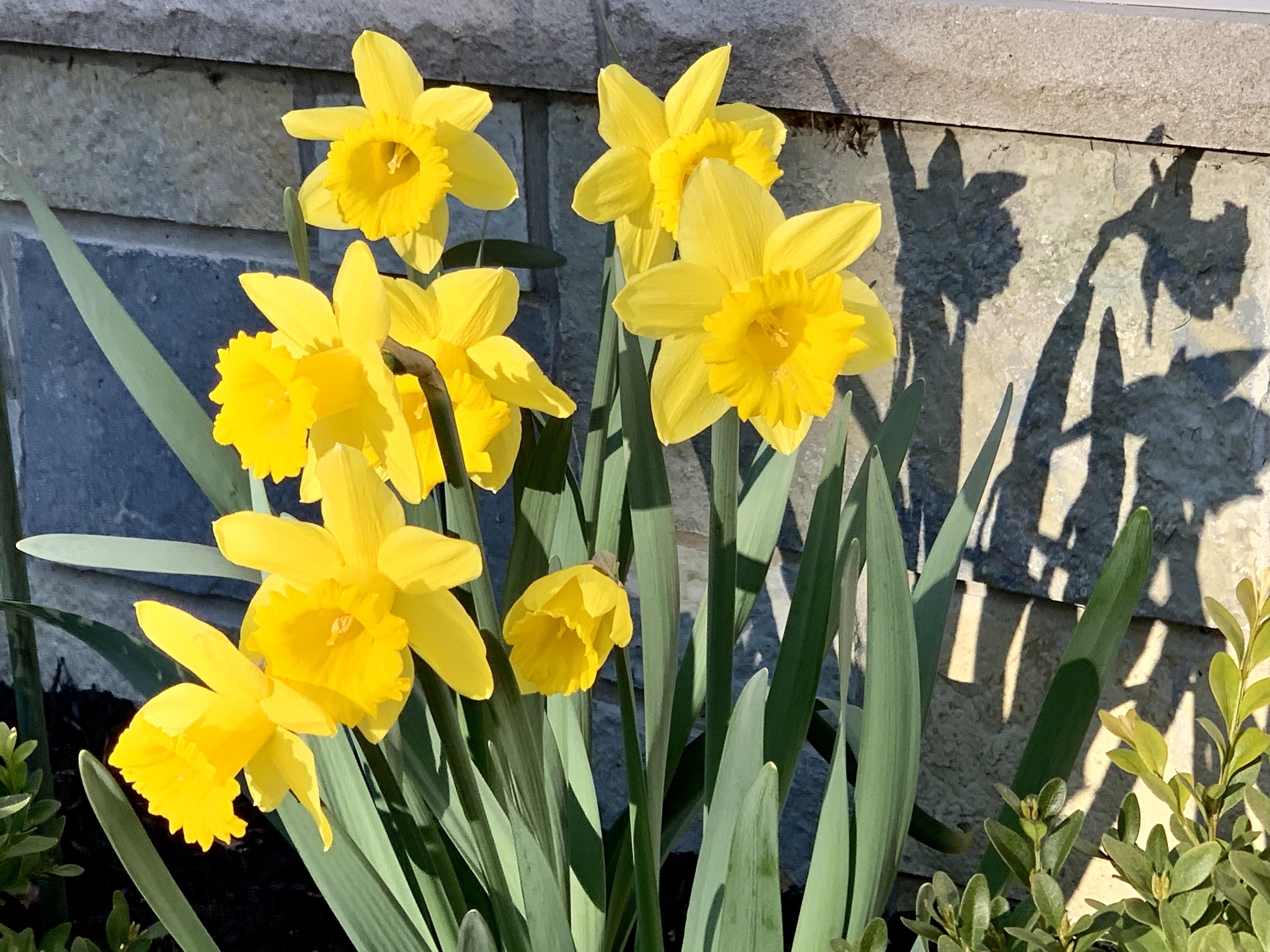 1st daffodils here in wisconsin | Scrolller