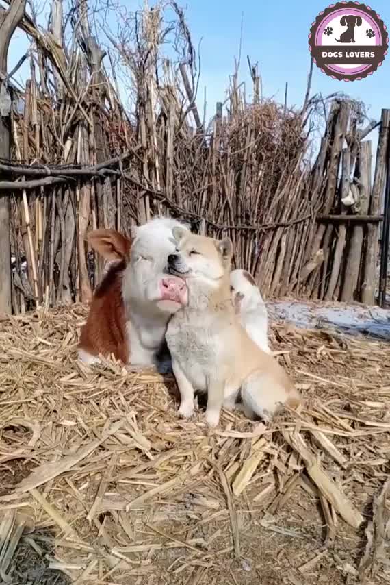 2 girls 1 pup | Scrolller